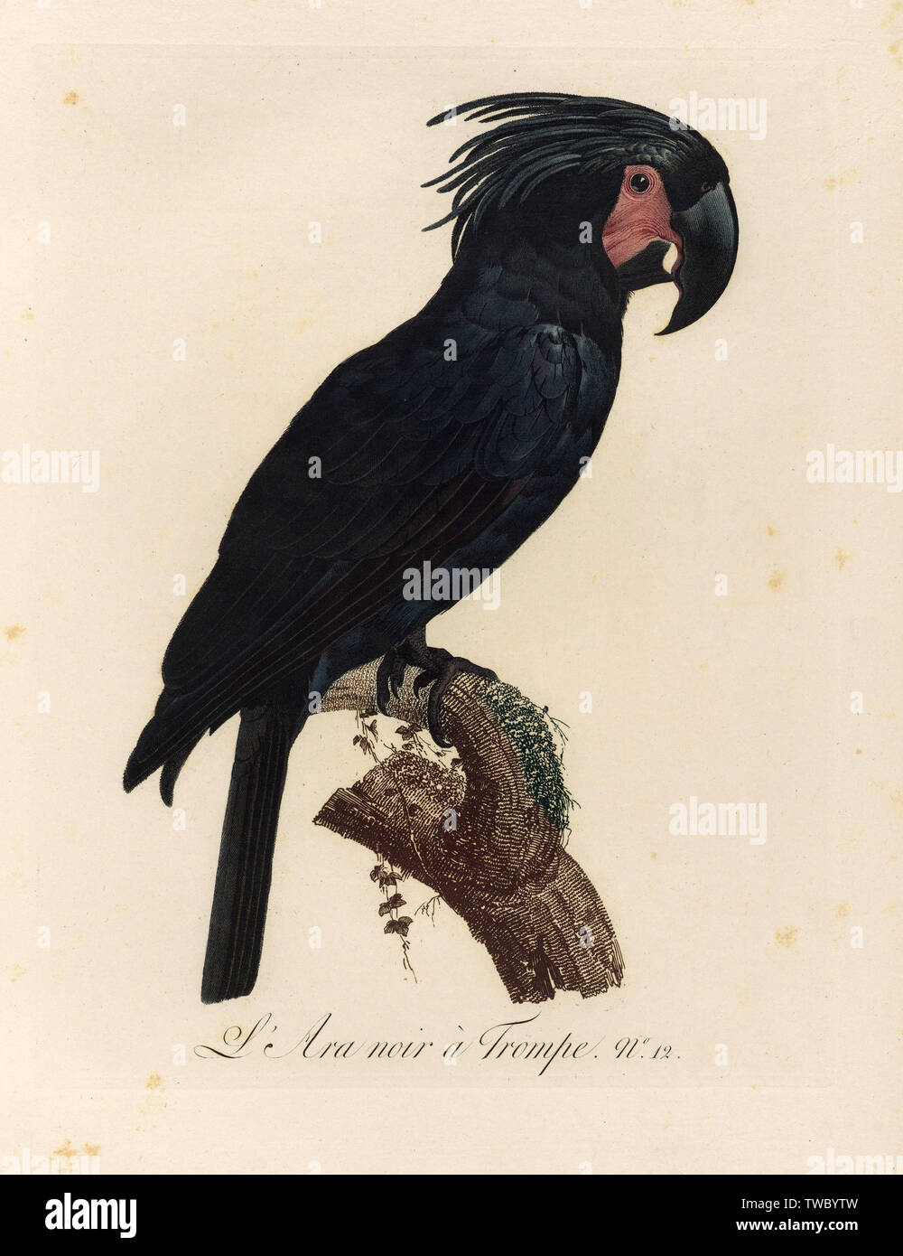 Beautiful vintage hand drawn illustrations of exotic parrots from old ...