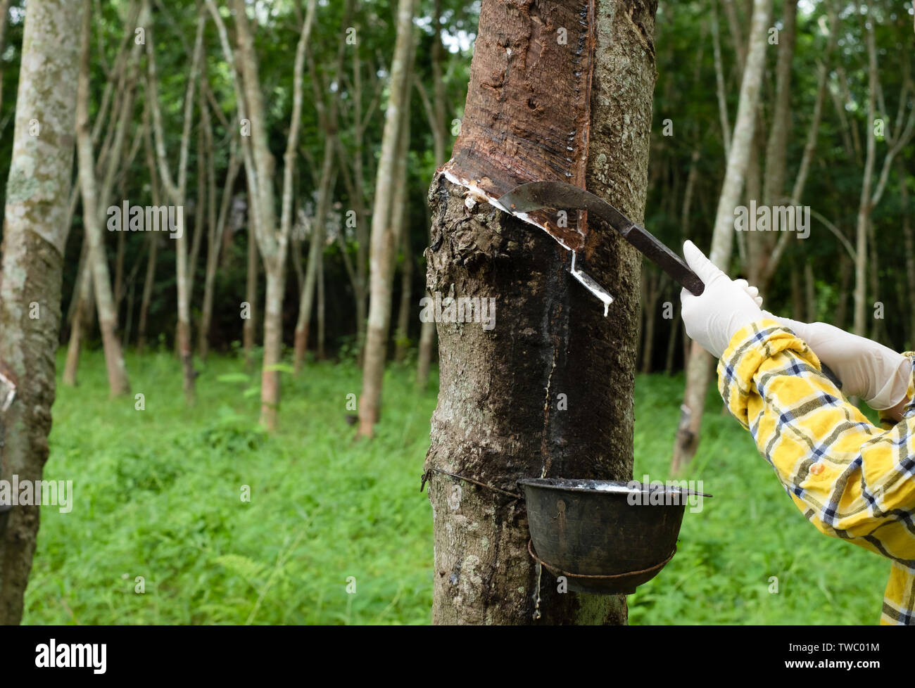 Rubber latex extracted from rubber trees hi-res stock photography and ...