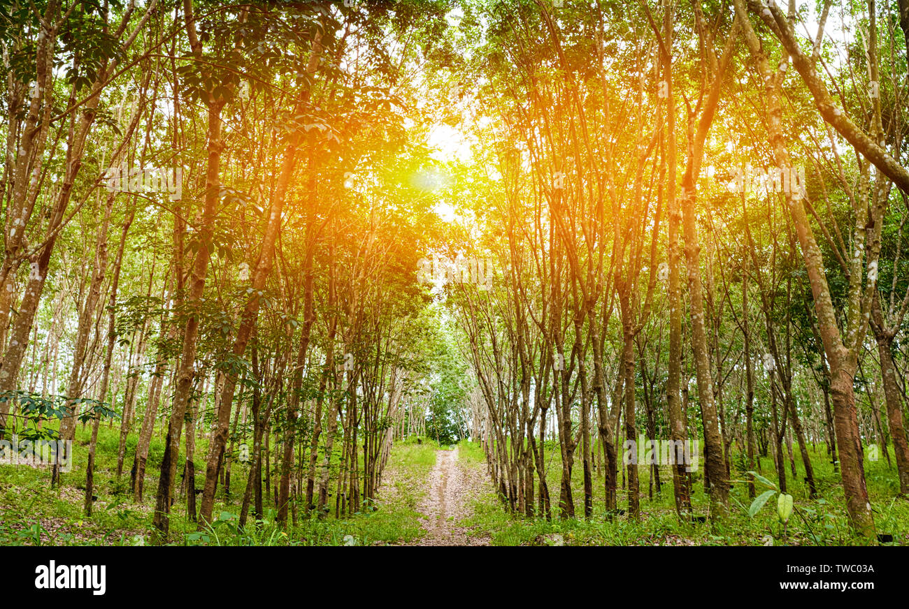 Para rubber trees hi-res stock photography and images - Alamy