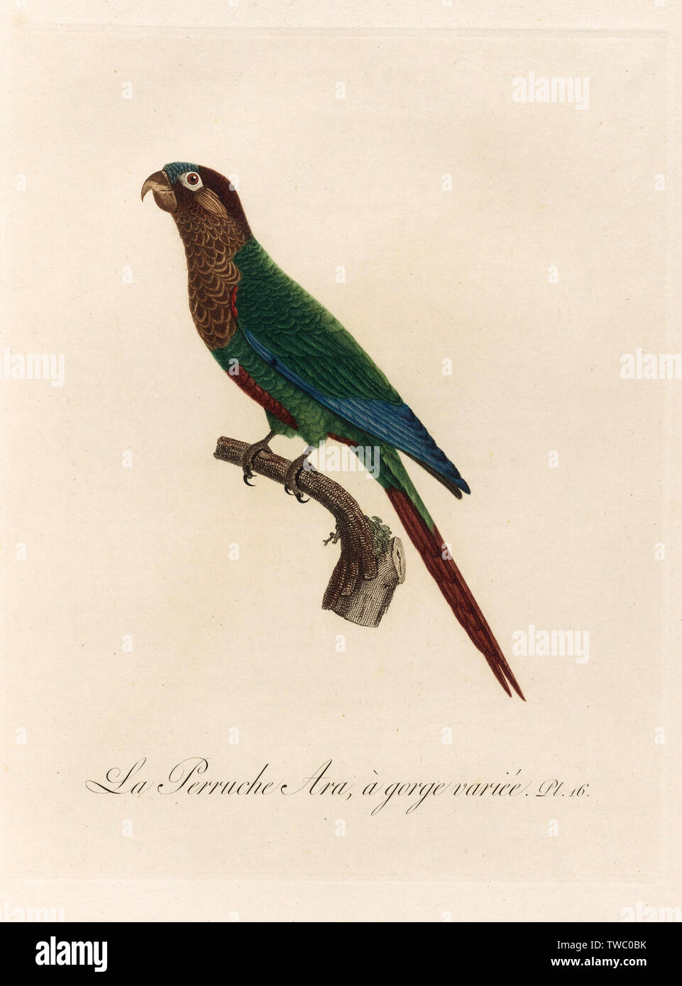 Beautiful vintage hand drawn illustrations of exotic parrots from old ...