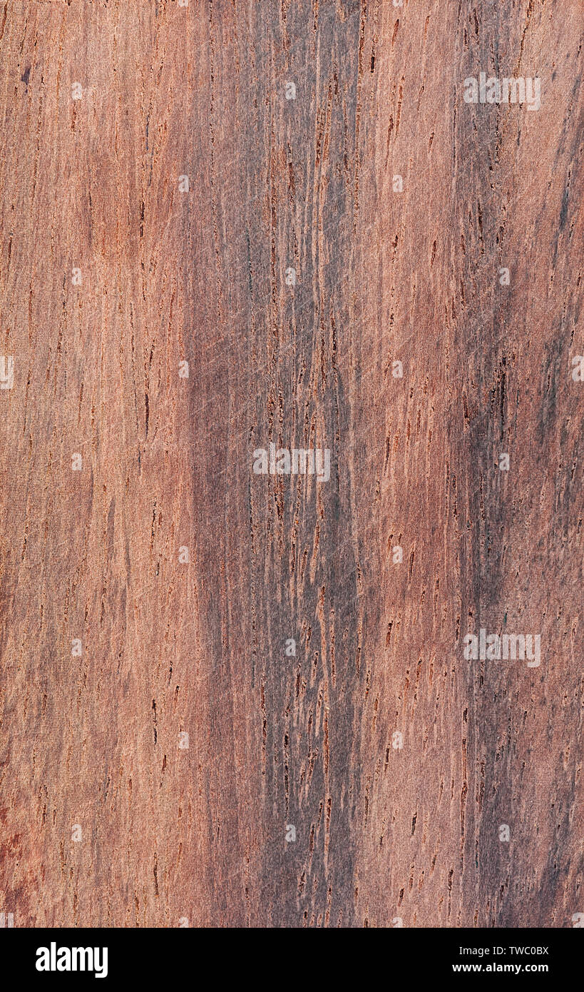 Leadwood tree hi-res stock photography and images - Alamy