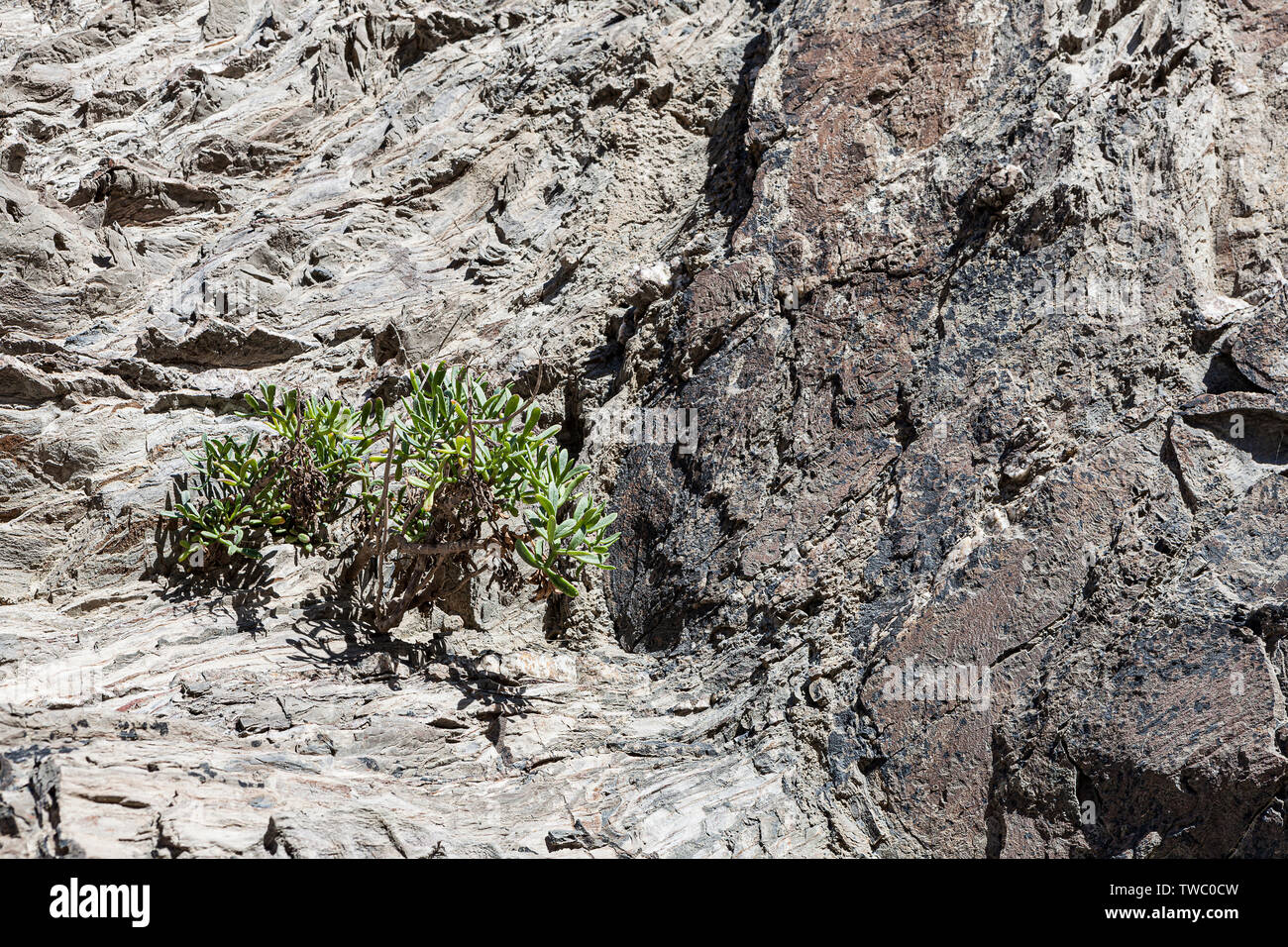 Small plants that were born in rock crevices. Plant that, took root in ...