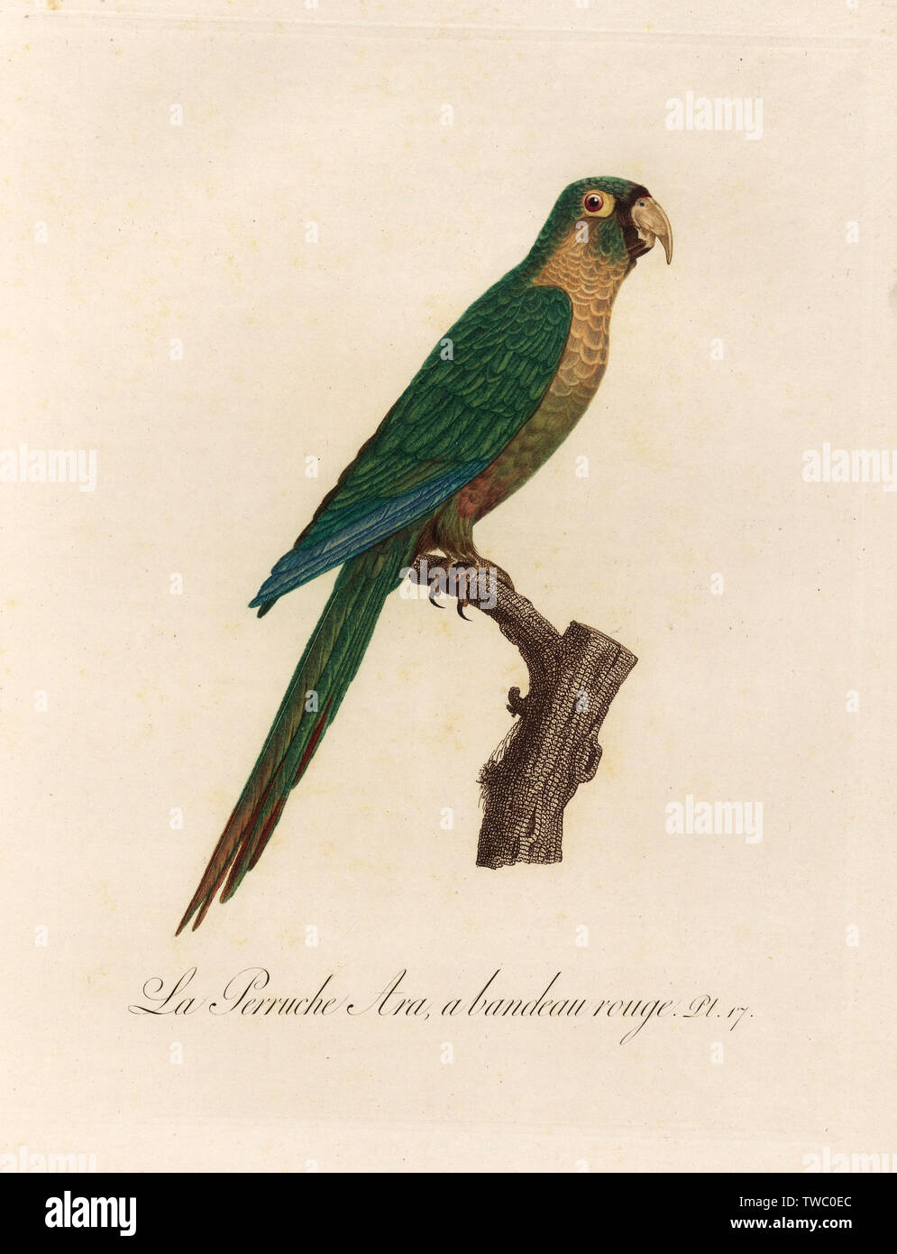 Beautiful vintage hand drawn illustrations of exotic parrots from old ...