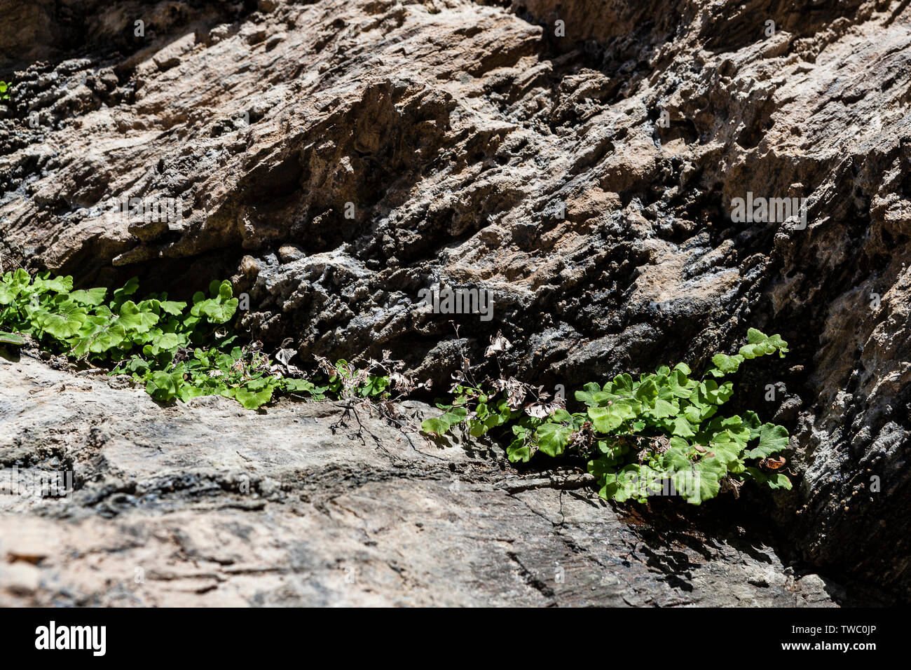Sprout growing in stone hi-res stock photography and images - Alamy
