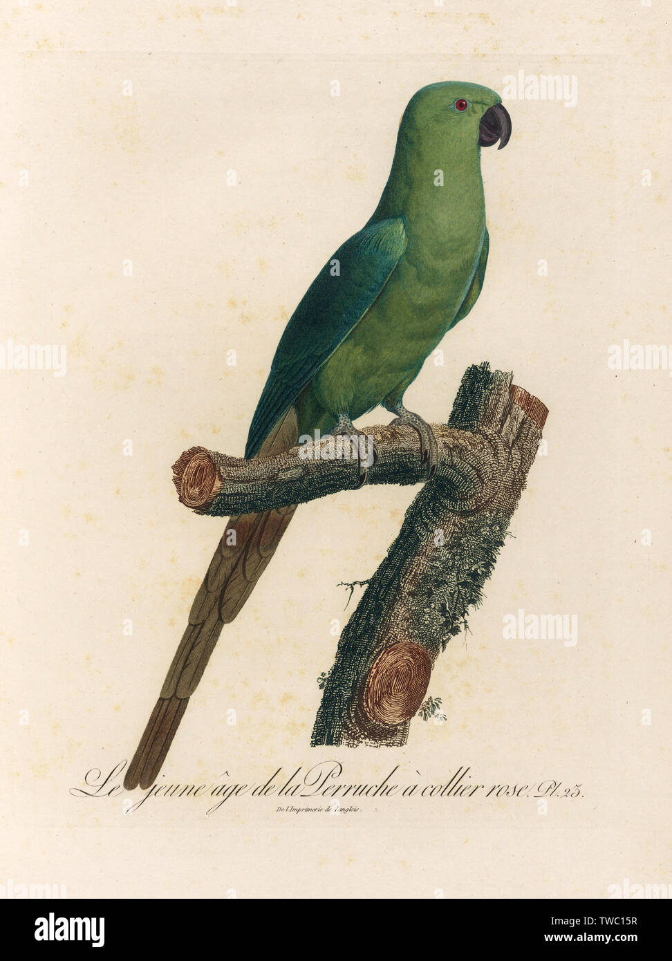 Beautiful vintage hand drawn illustrations of exotic parrots from old ...