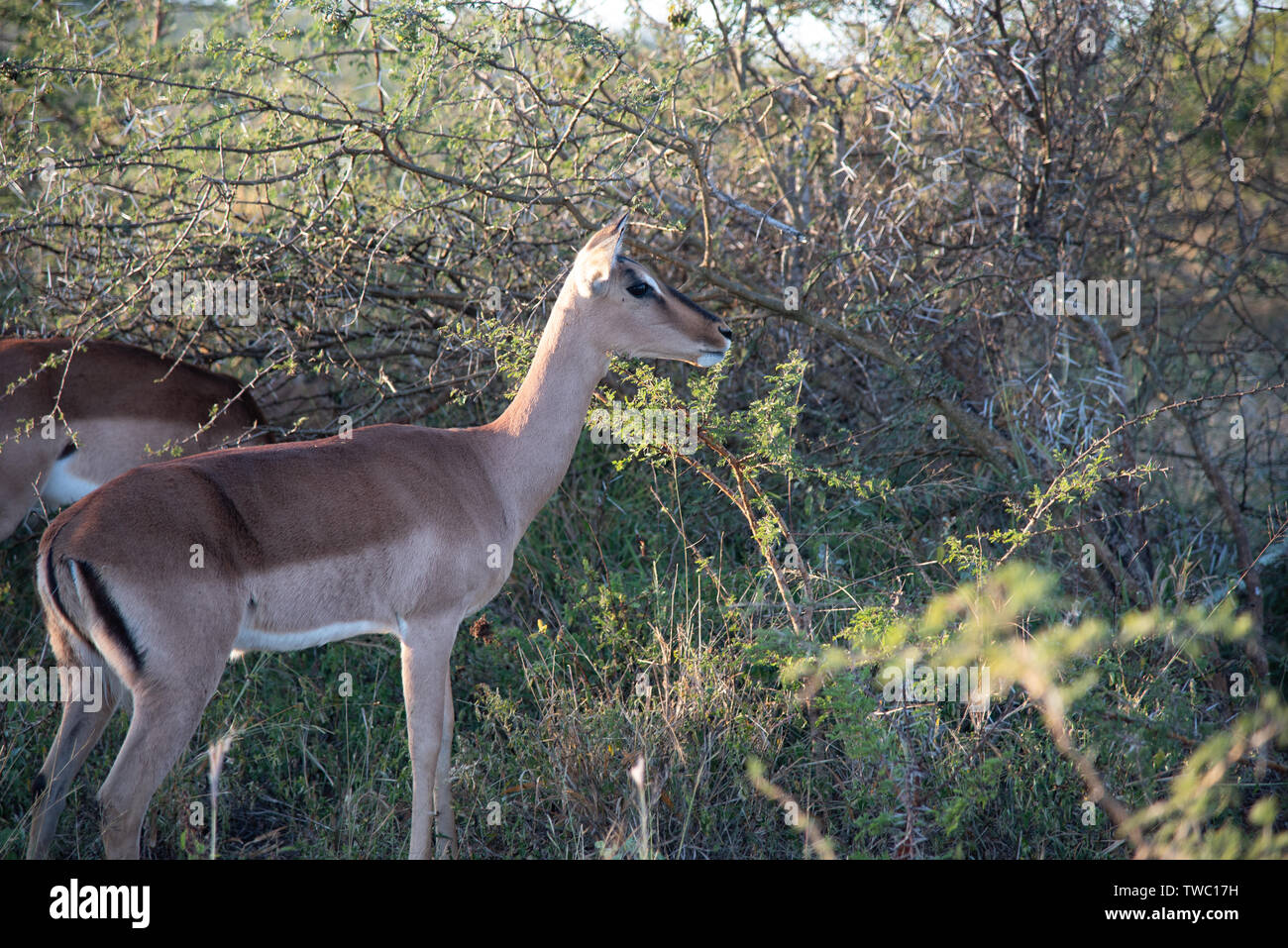 Thorn bushes hi-res stock photography and images - Alamy