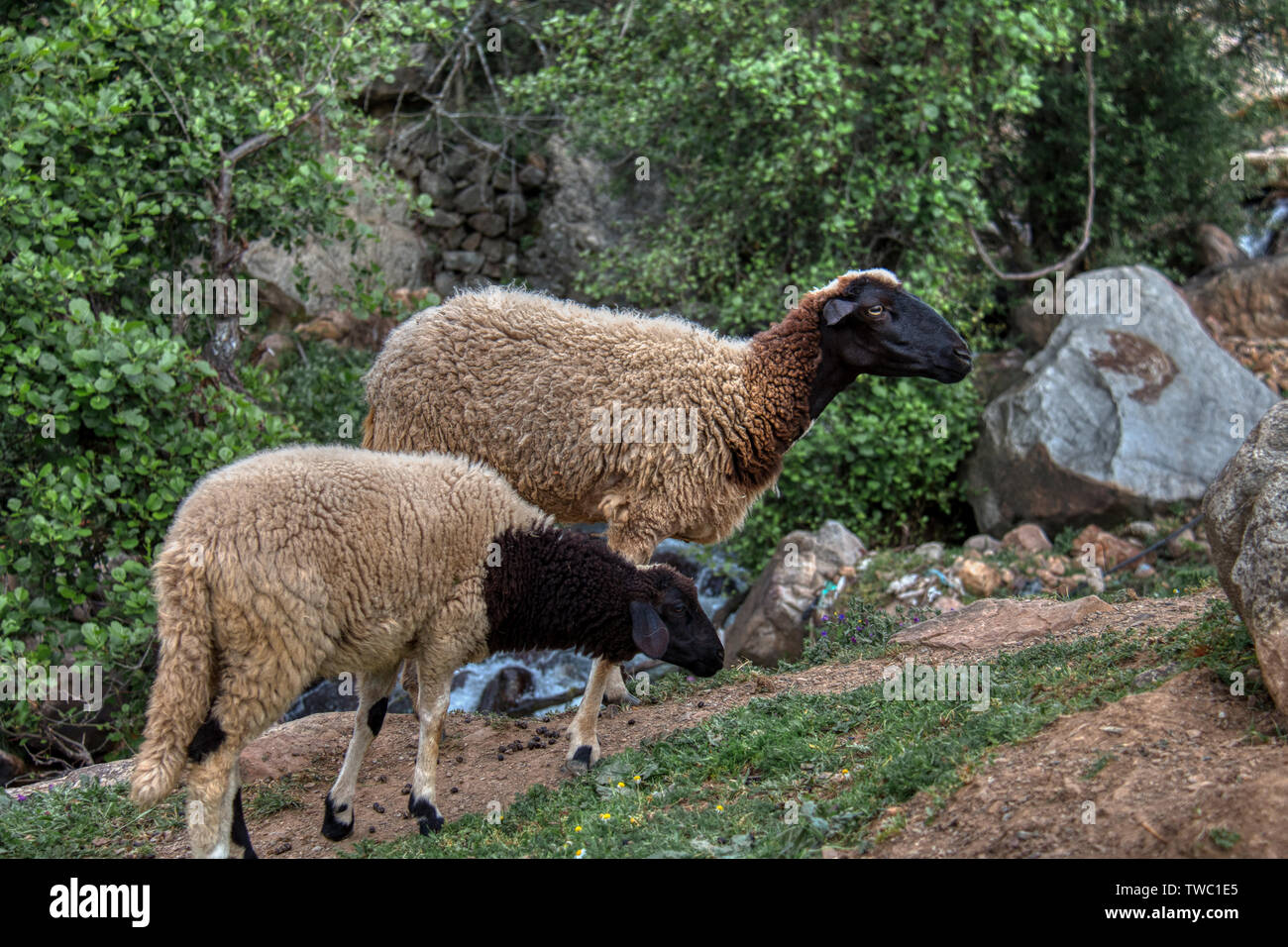Sheepherding hi-res stock photography and images - Alamy