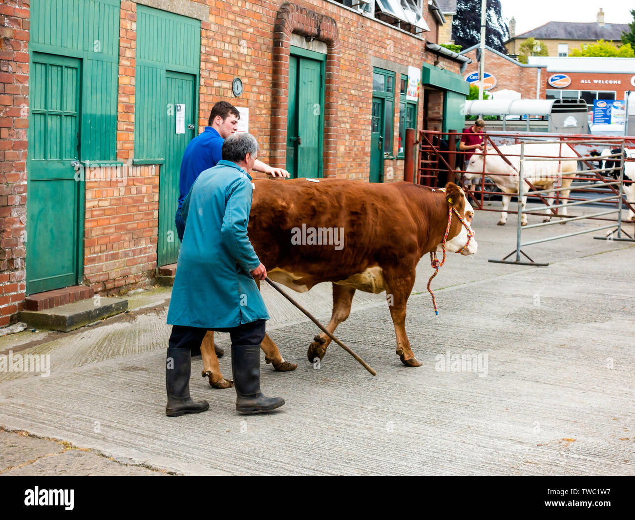 Farmer cattle auction hi-res stock photography and images - Alamy