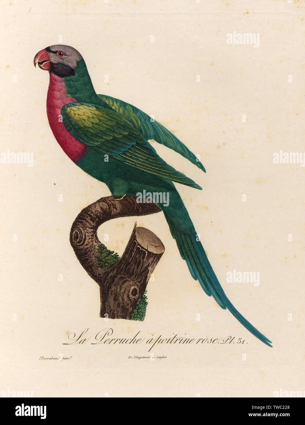Beautiful vintage hand drawn illustrations of exotic parrots from old ...