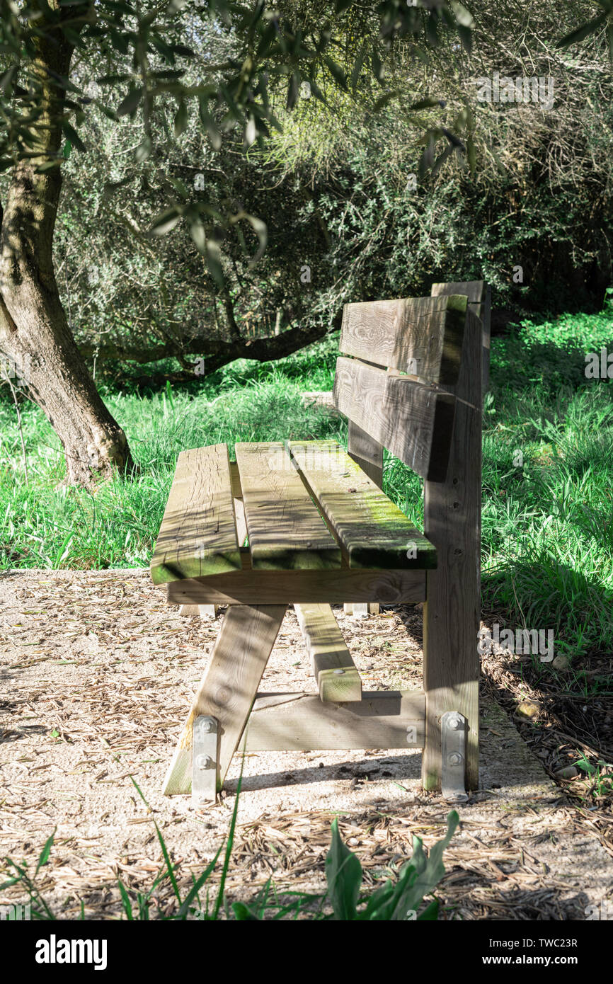 Empty and old Rustic wooden bench under a tree and surrounded by leafy ...