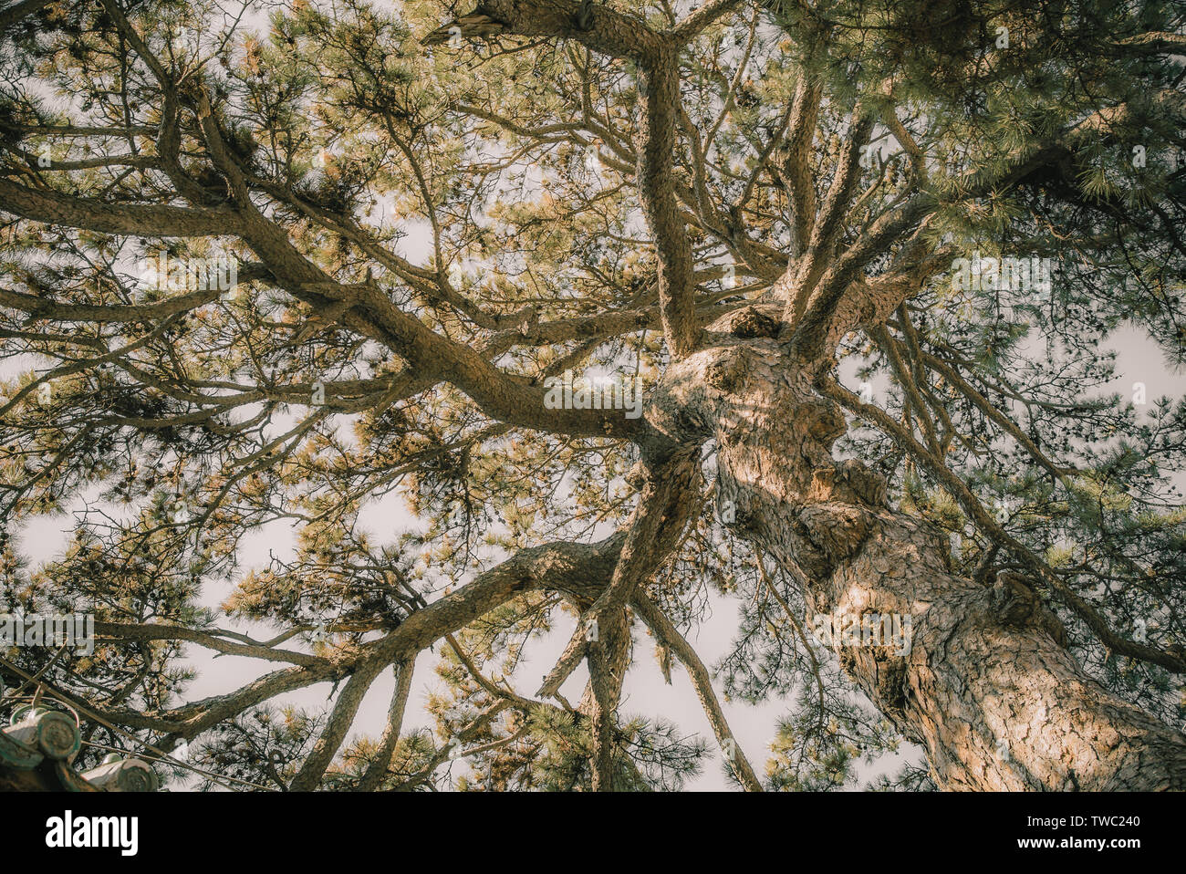 Tanzhe Temple Tree Stock Photo - Alamy