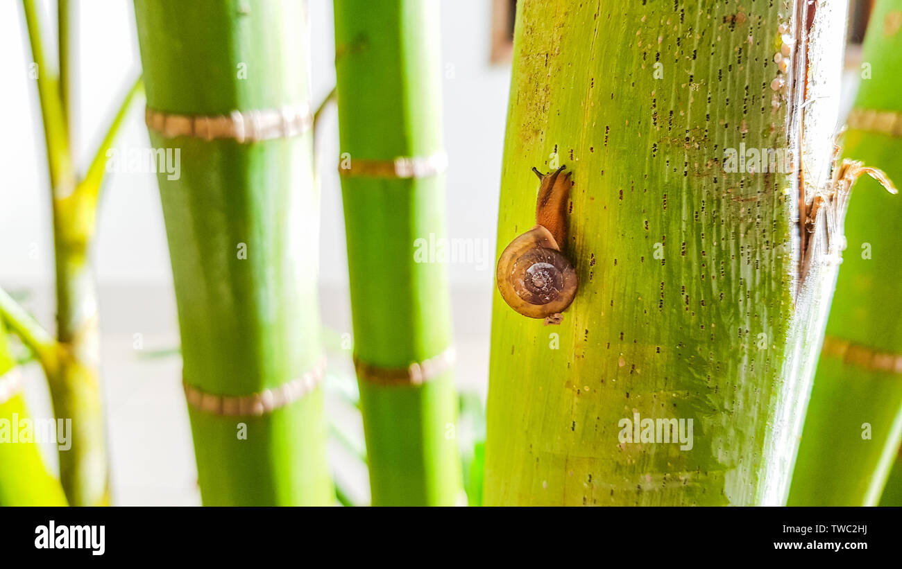 small snail climbing green palm tree trunk in a home garden Stock Photo ...