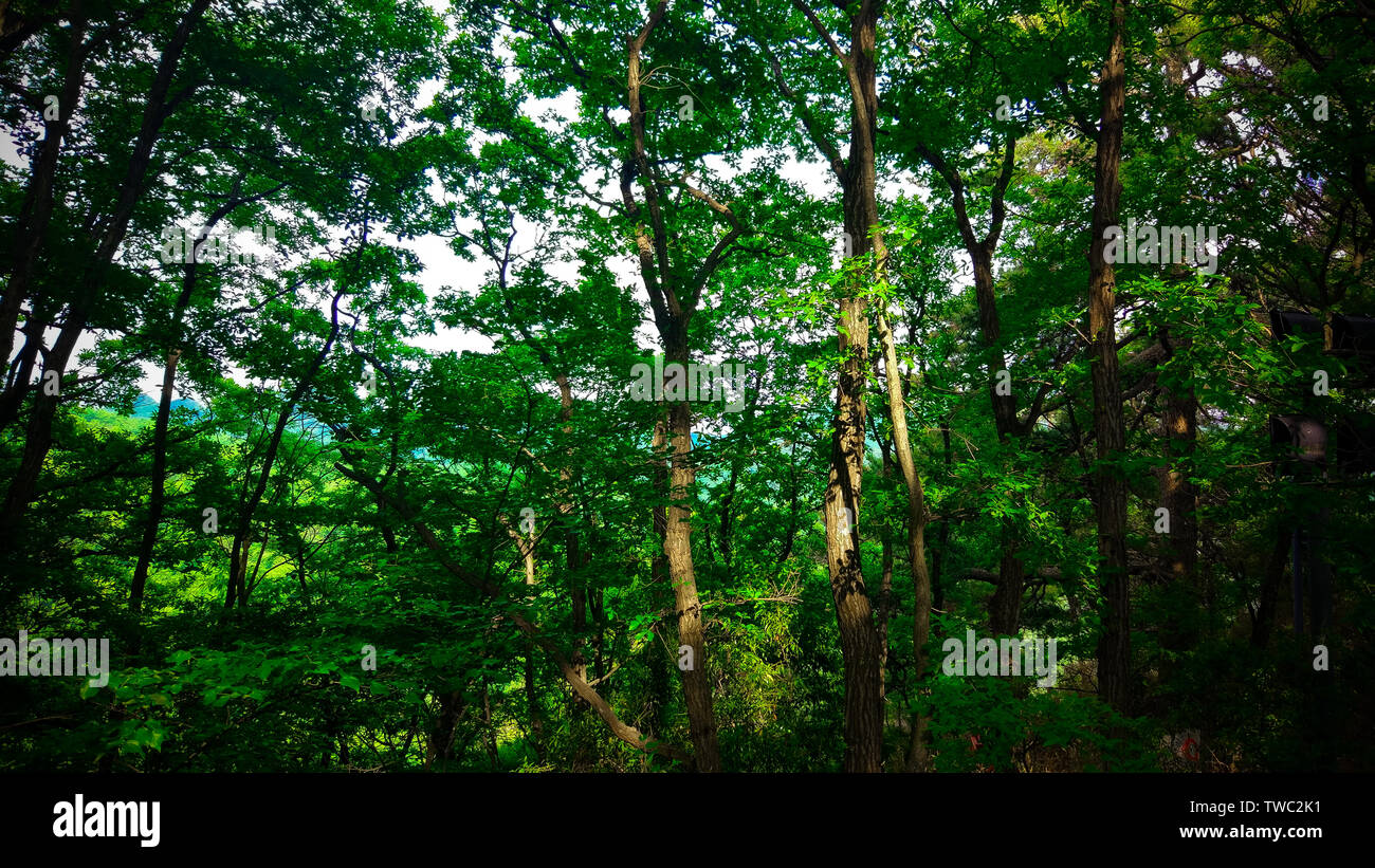 Green plants, forest landscapes Stock Photo - Alamy