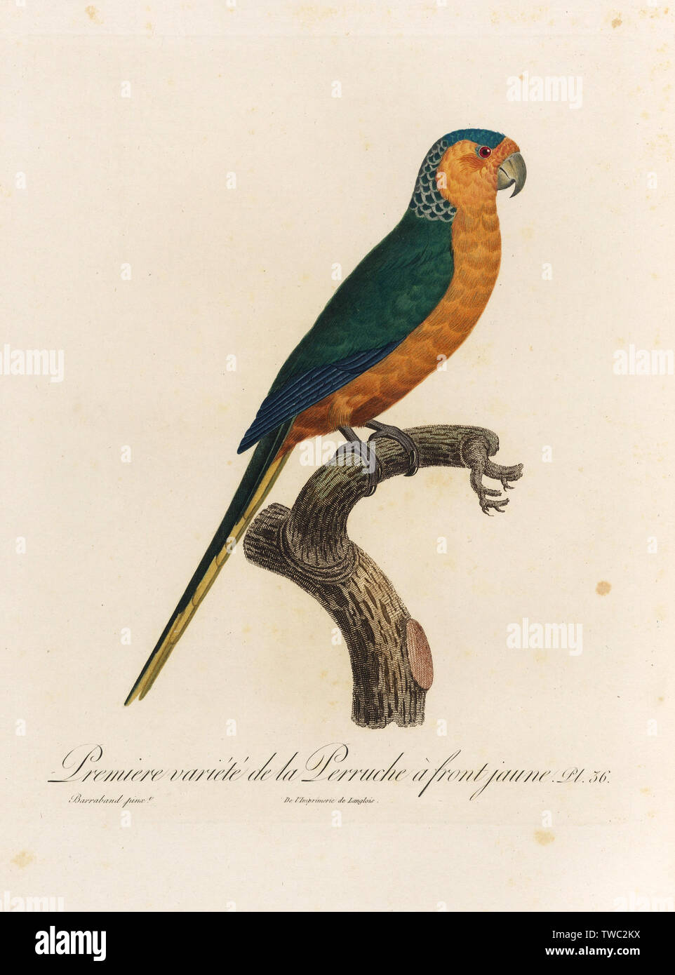 Beautiful vintage hand drawn illustrations of exotic parrots from old ...