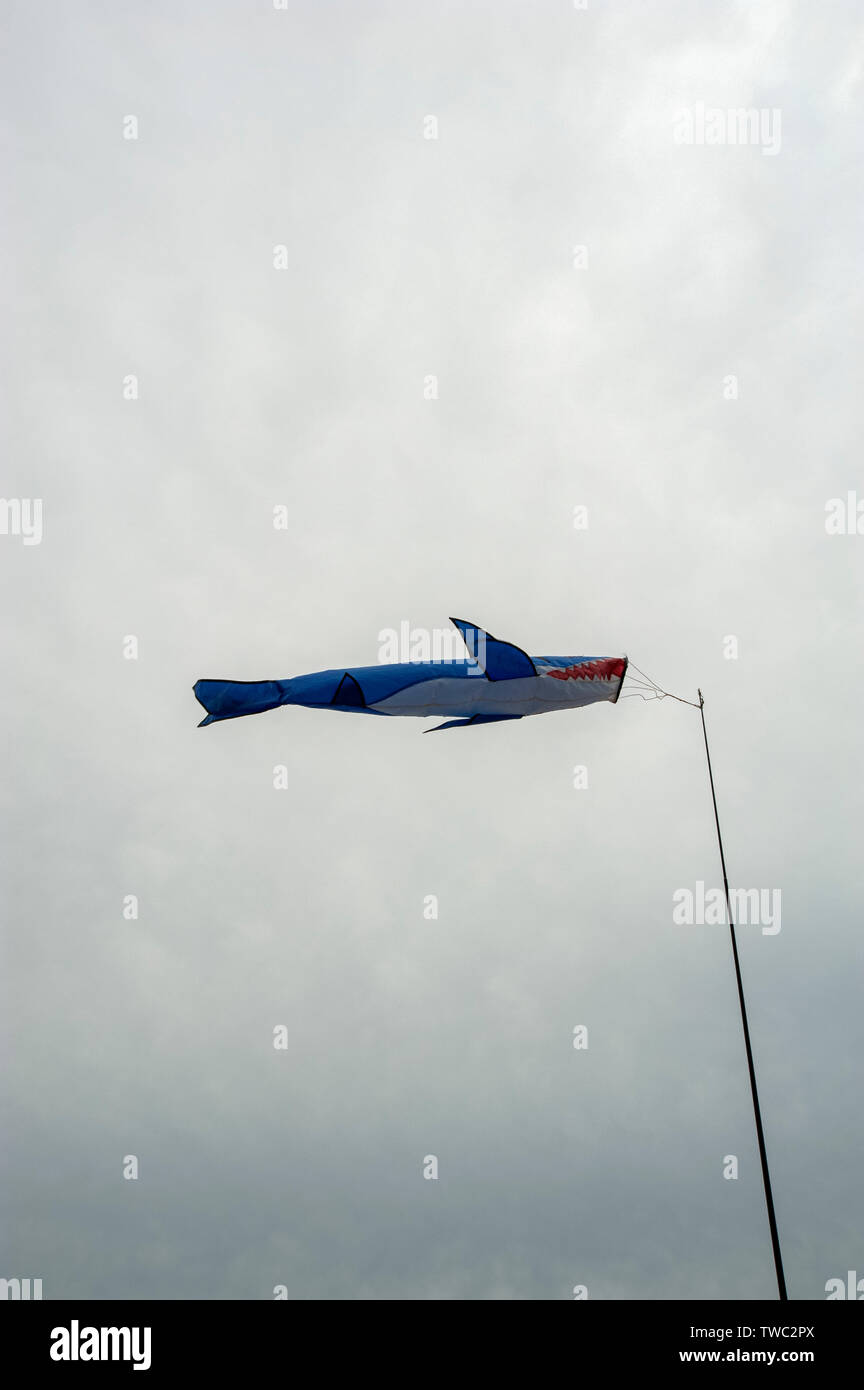 Windsock fish hi-res stock photography and images - Alamy