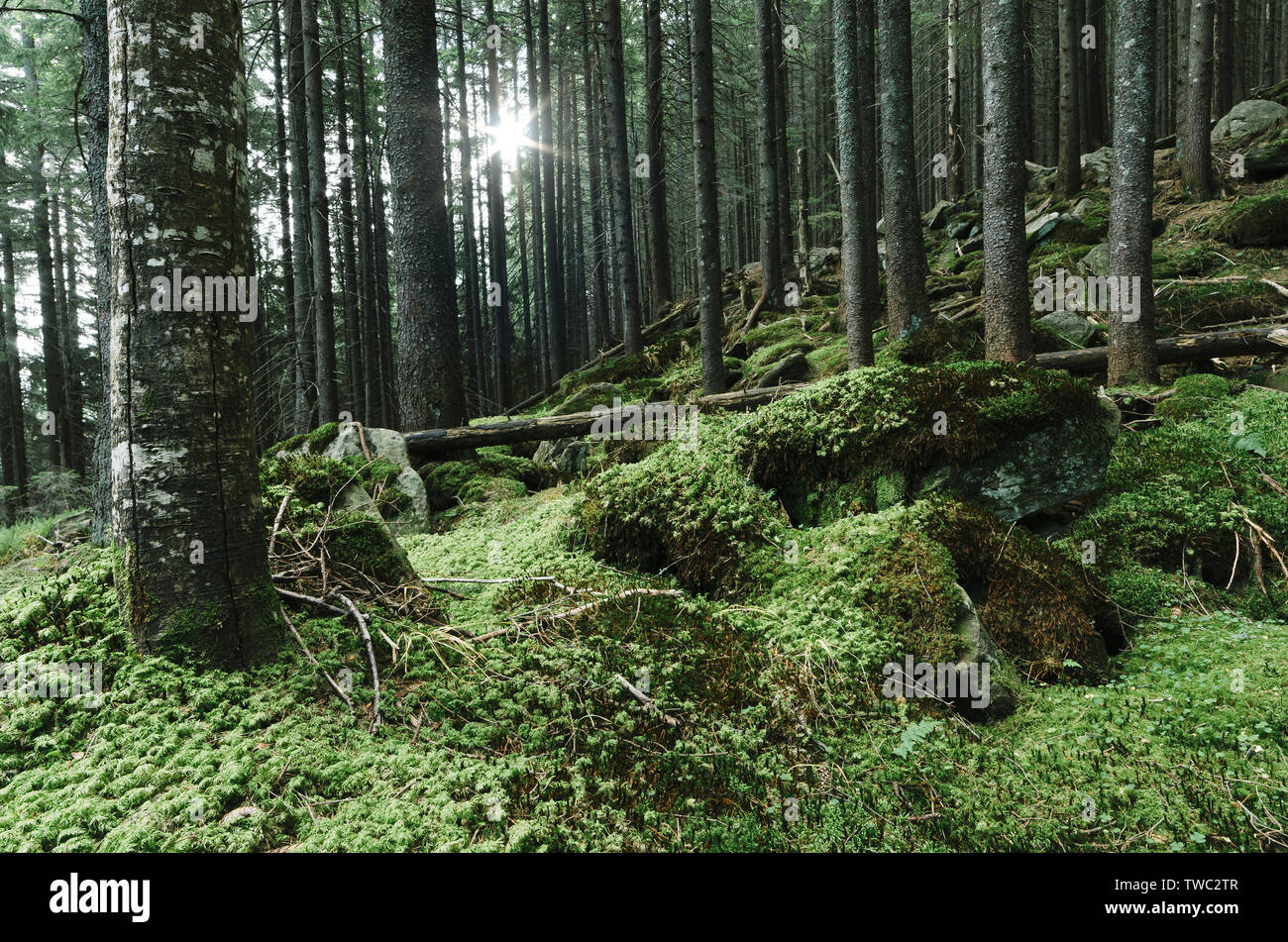 Forest landscape with moss on the rocks. Fir trees Stock Photo - Alamy