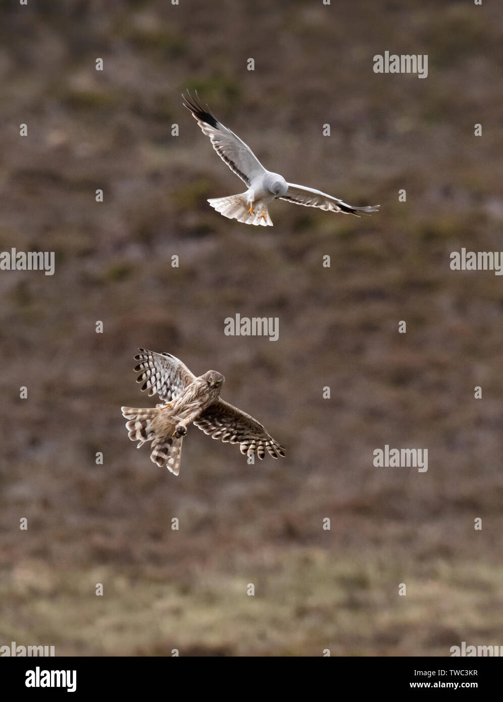 Hen harriers passing food hi-res stock photography and images - Alamy