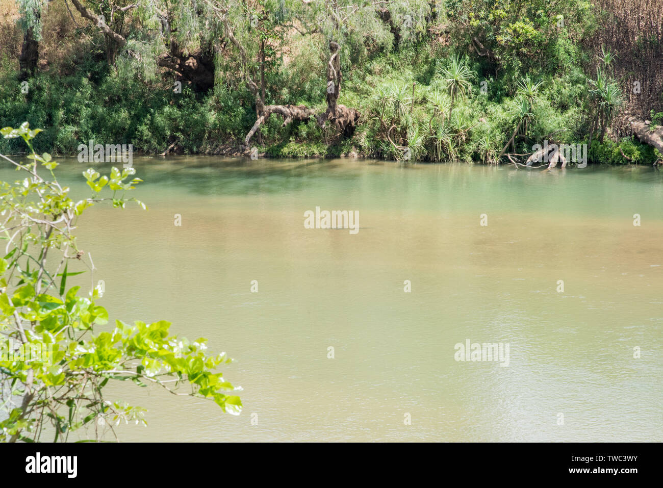 Dangerous saltwater crocodiles lurking underwater in the Daly River ...