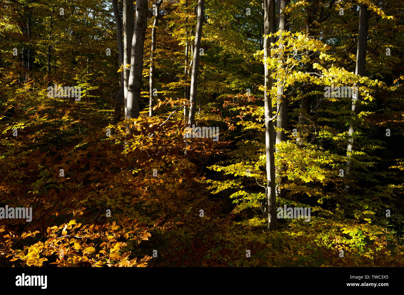 Autumn forest. Colorful trees on a sunny day. High contrast scene of ...