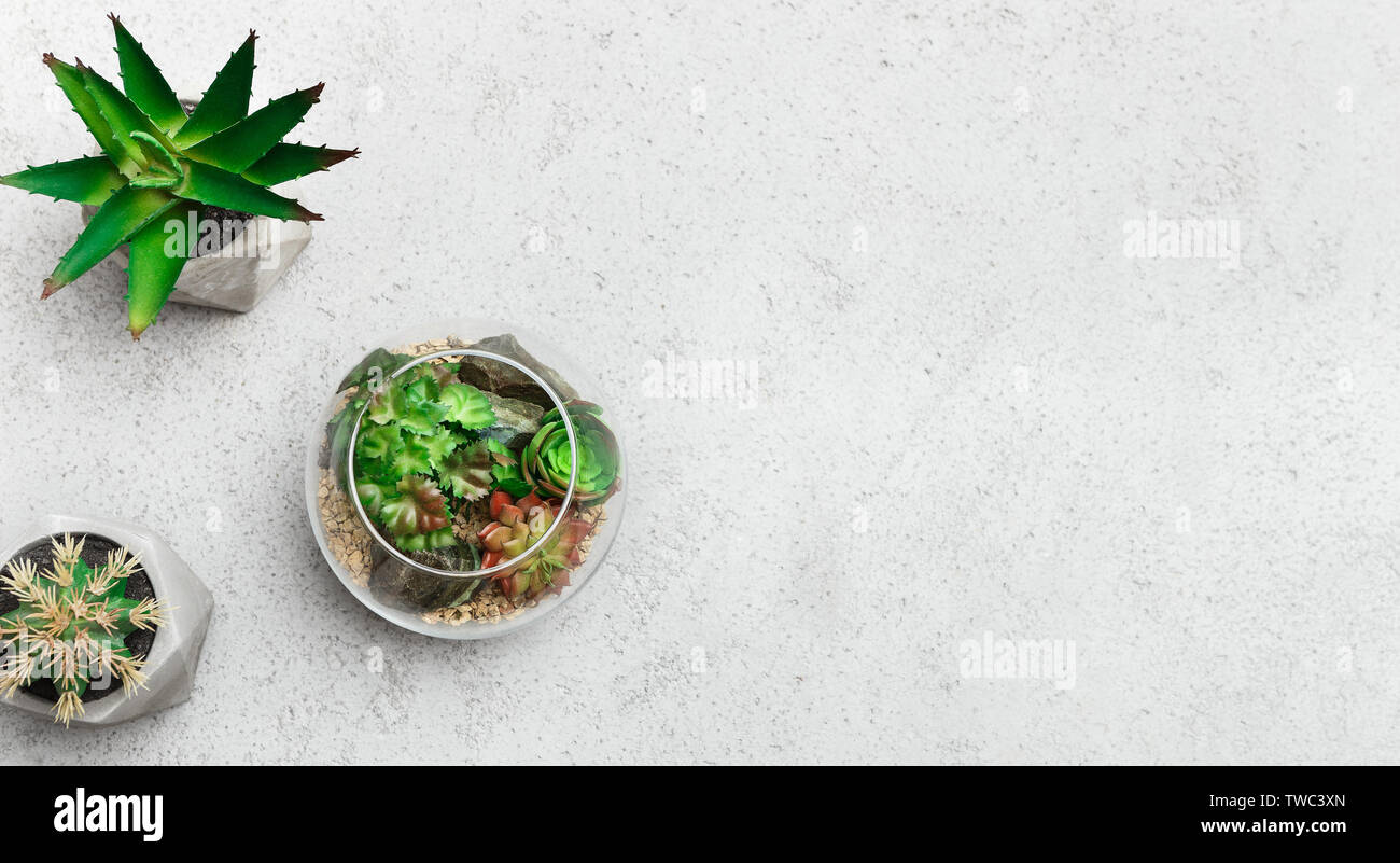 Glass florarium vases with succulent plants and small cactuses in pots ...