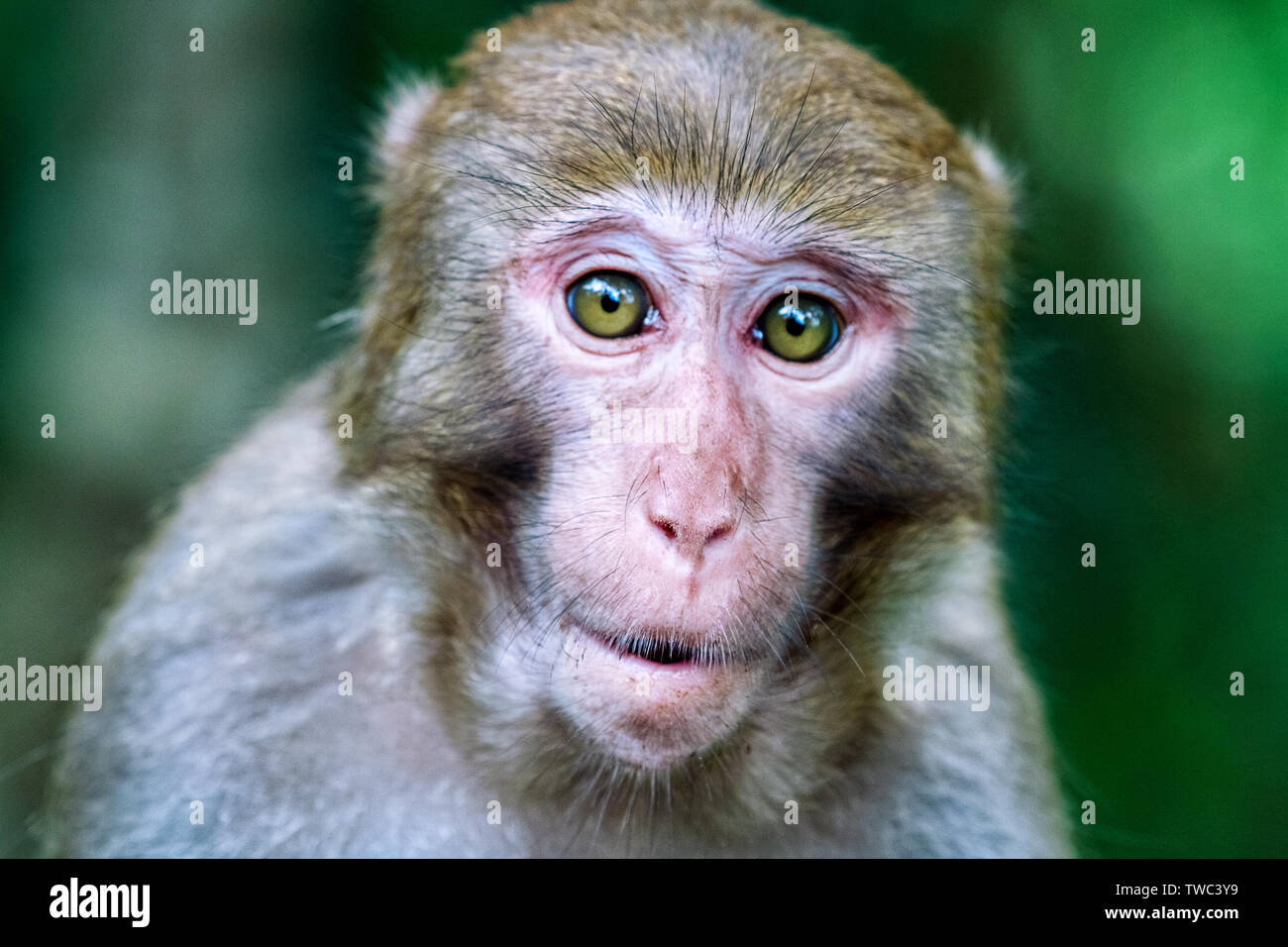 Monkeys with wild animals Stock Photo - Alamy