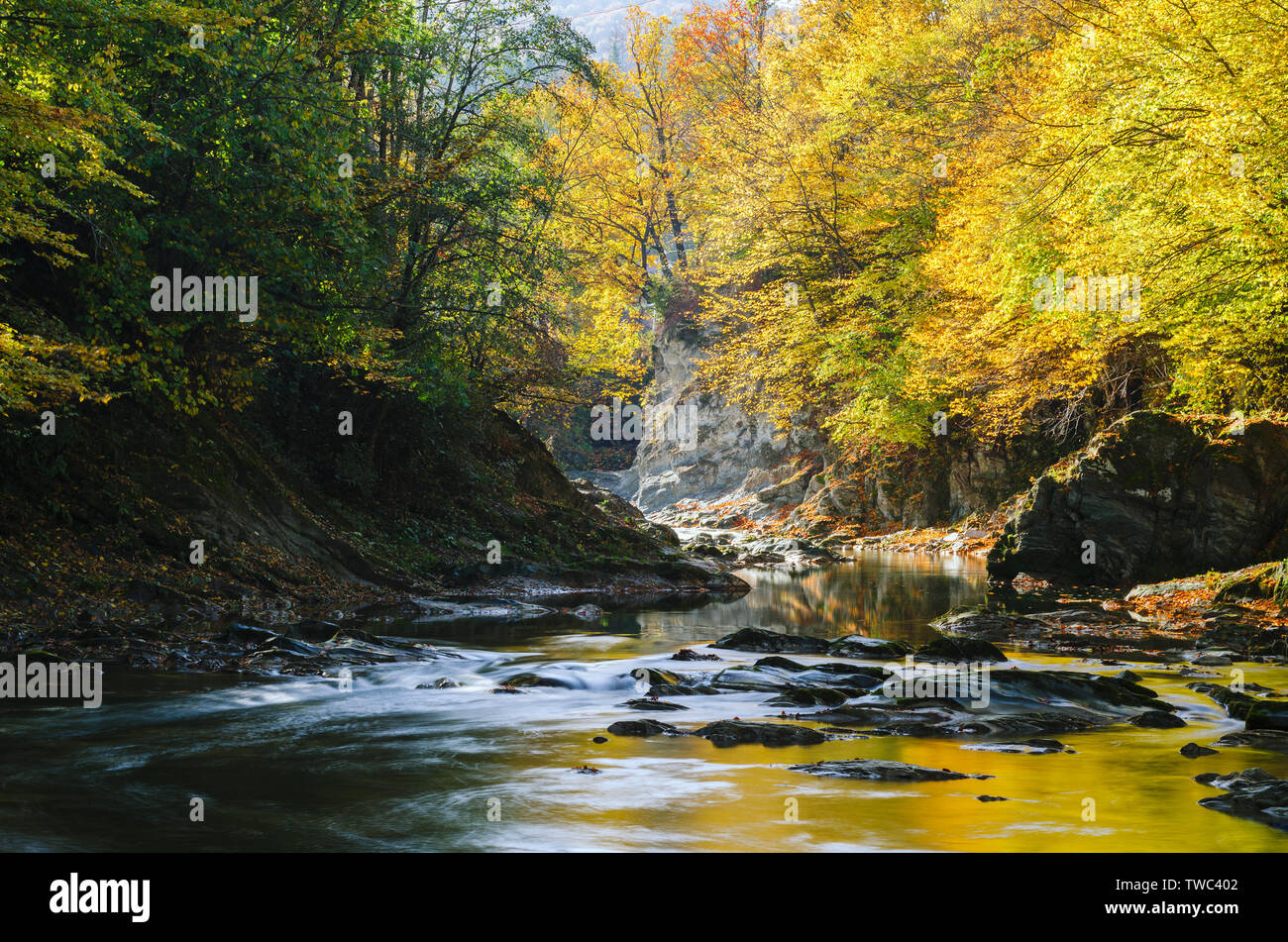 Forest with a river hi-res stock photography and images - Alamy