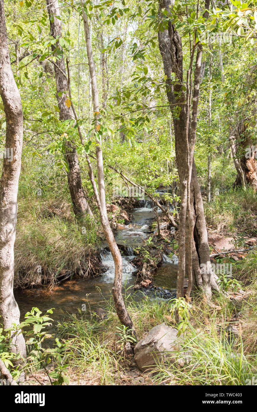 Cascading Robin Falls river waterfall with lush bushland growth in the ...
