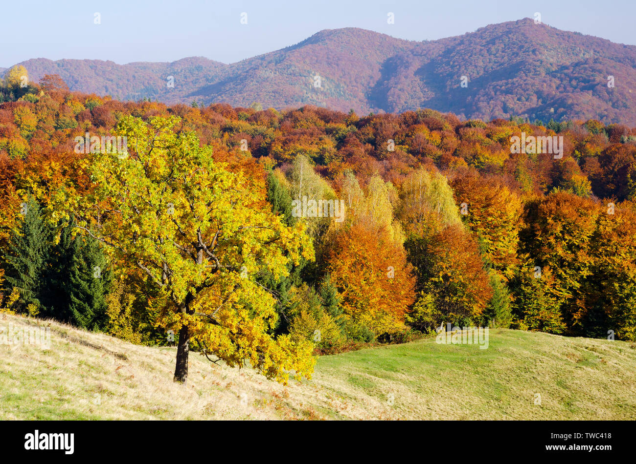 Autumn landscape with deciduous forest in the mountains. Bright colors ...