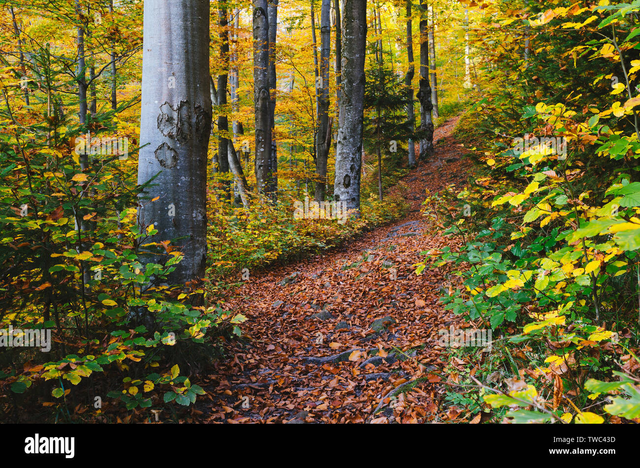 Forest path with beech trees hi-res stock photography and images - Alamy
