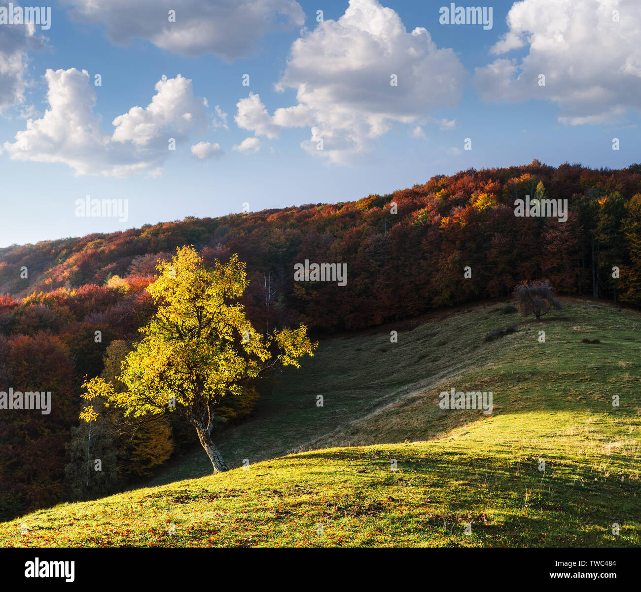 Autumn landscape with a beautiful tree on a hill. Mountain deciduous ...