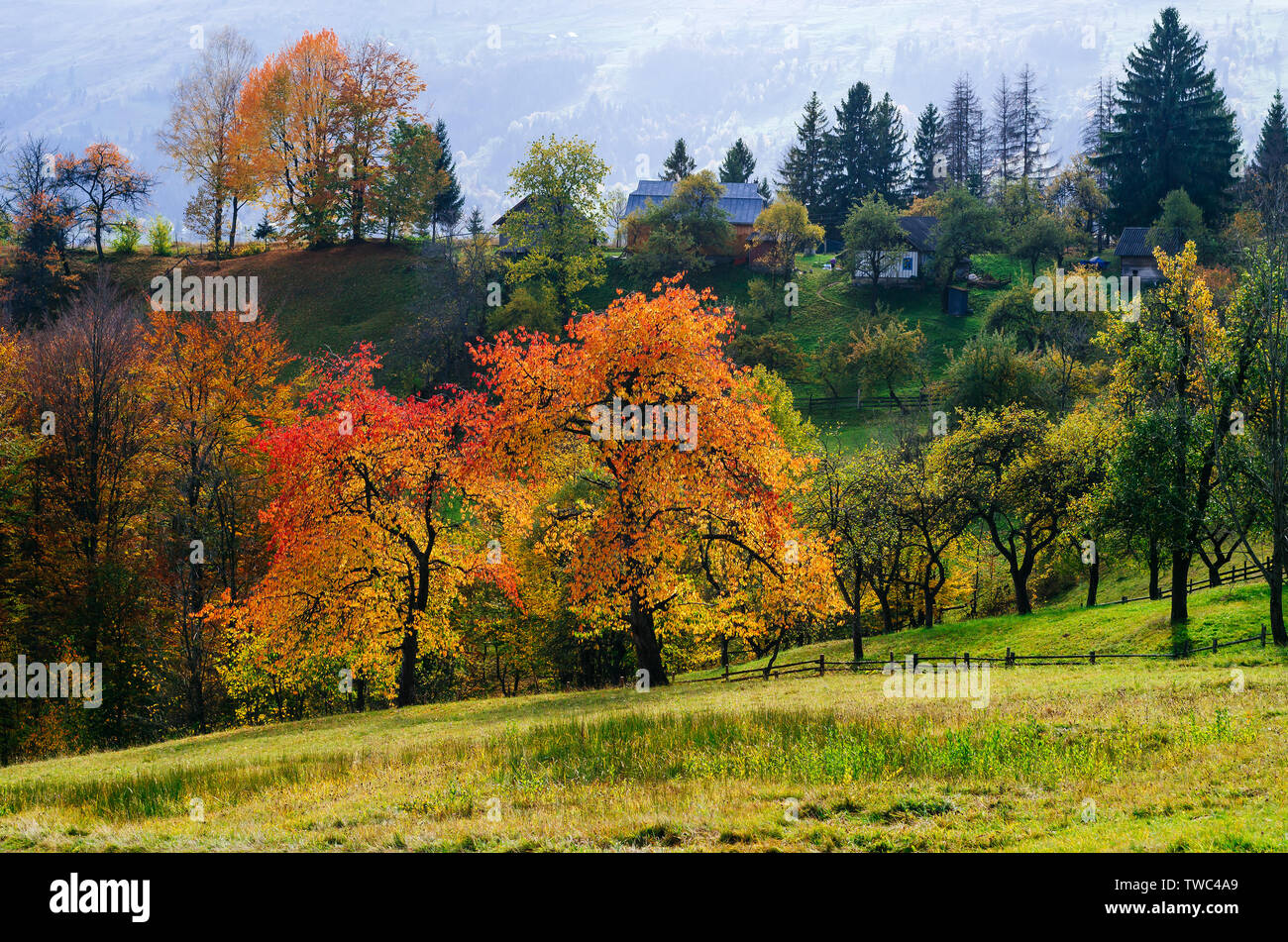 Autumn cherry tree hi-res stock photography and images - Alamy
