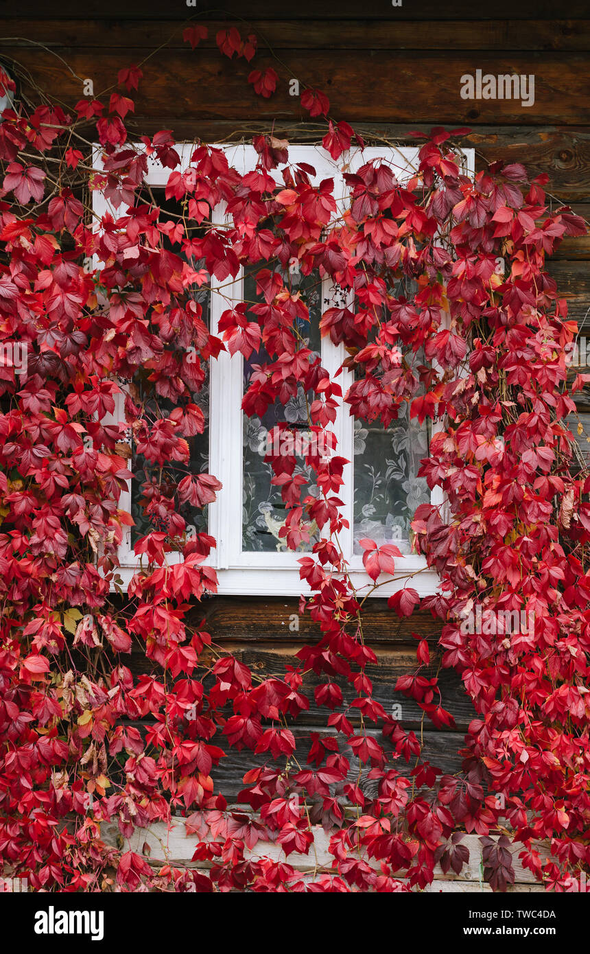 Red leaves of wild grapes on the windows. Autumn time Stock Photo - Alamy