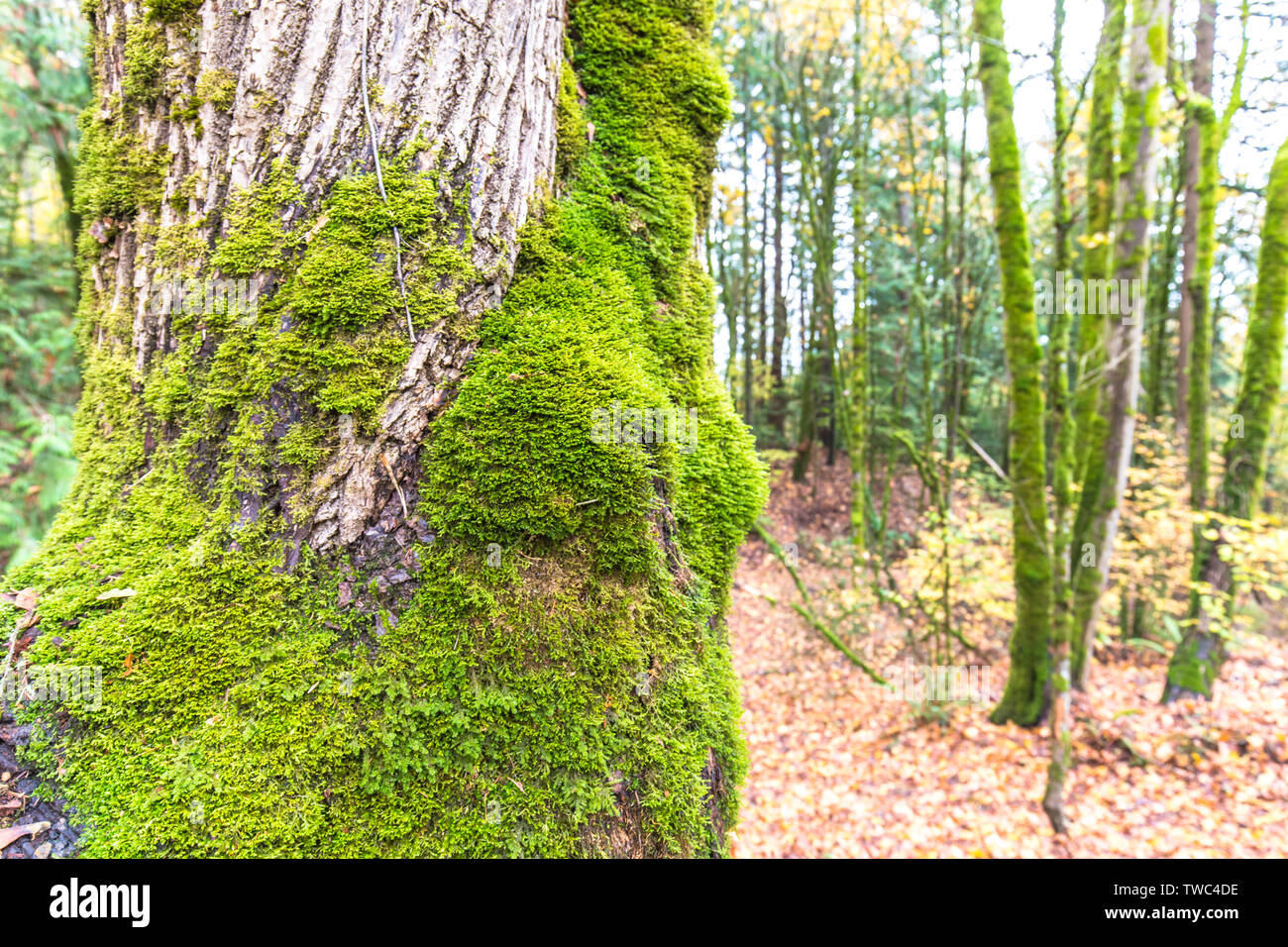 Old tree with green moss in forest Stock Photo - Alamy