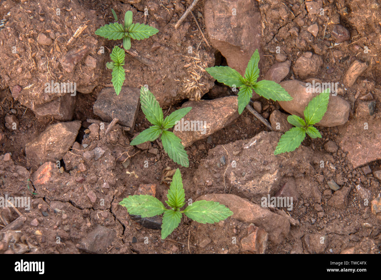 Marijuana sprouts being born in a Moroccan crop Stock Photo - Alamy
