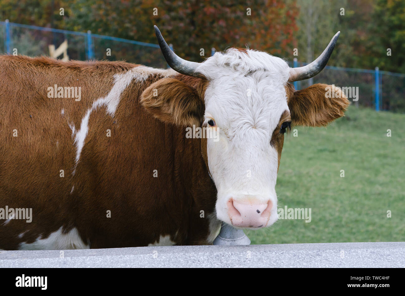 Cow with a bell on the neck hi-res stock photography and images - Alamy