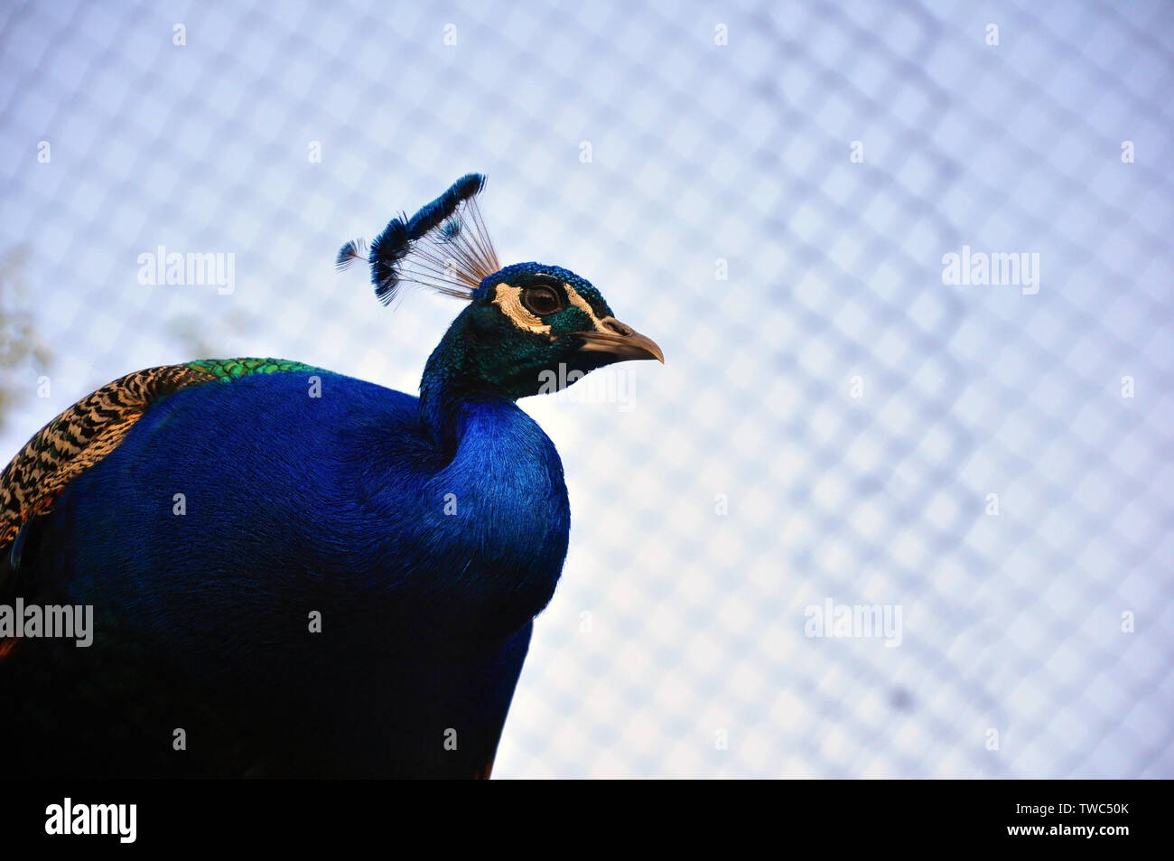 Indian peacock. Very beautiful colored head and chest. wild nature ...