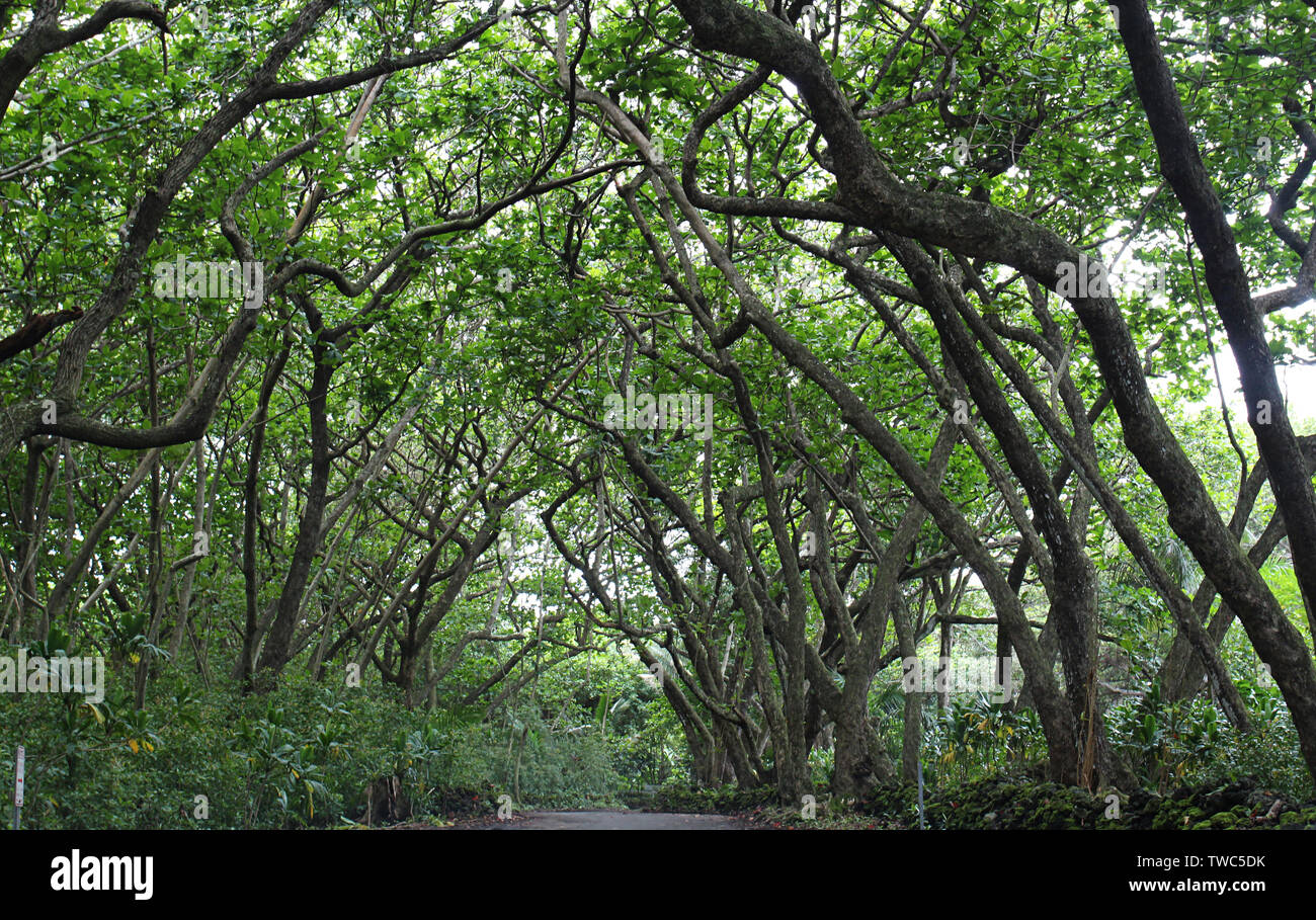 A tree tunnel over a paved road at Waianapanapa State Park, Hana, Maui ...