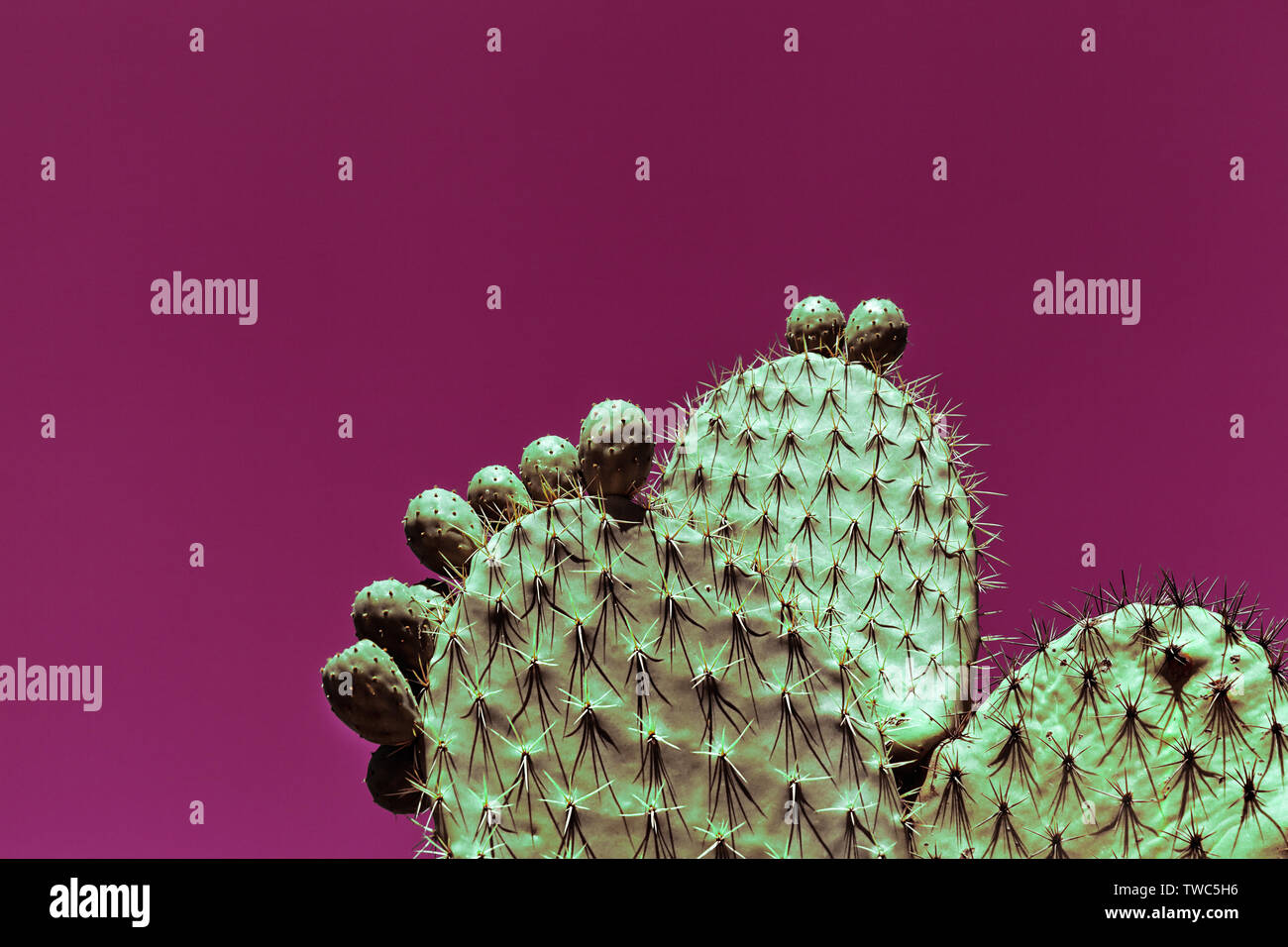 Neon green cactus plant against a pink background - Image Stock Photo ...