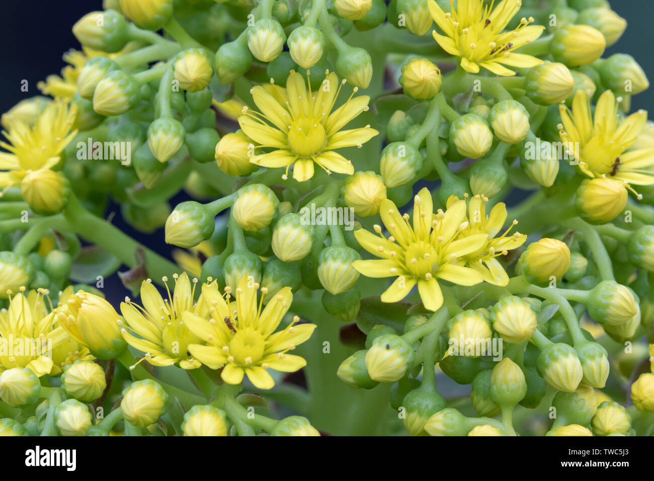 Aeonium arboretum red and green hi-res stock photography and images - Alamy