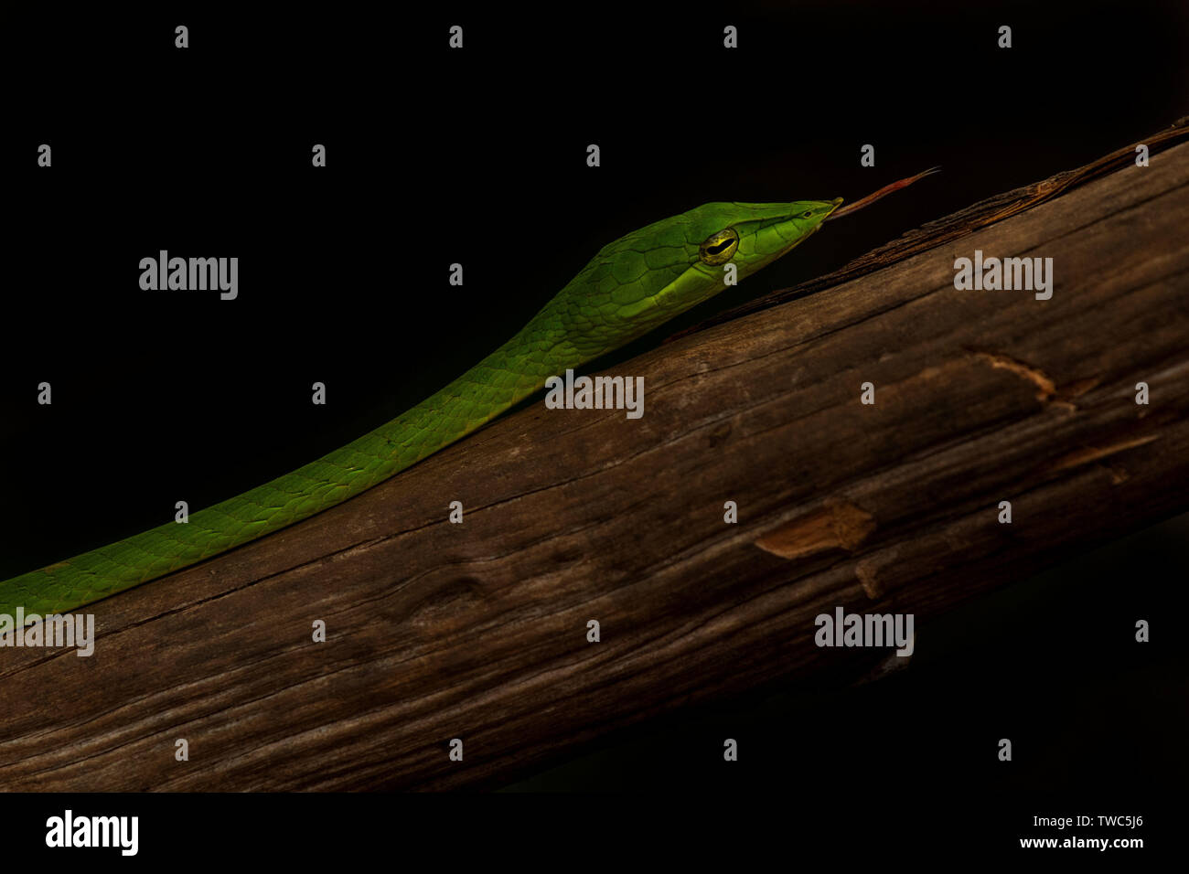 Green Vine Snake Stock Photo - Alamy
