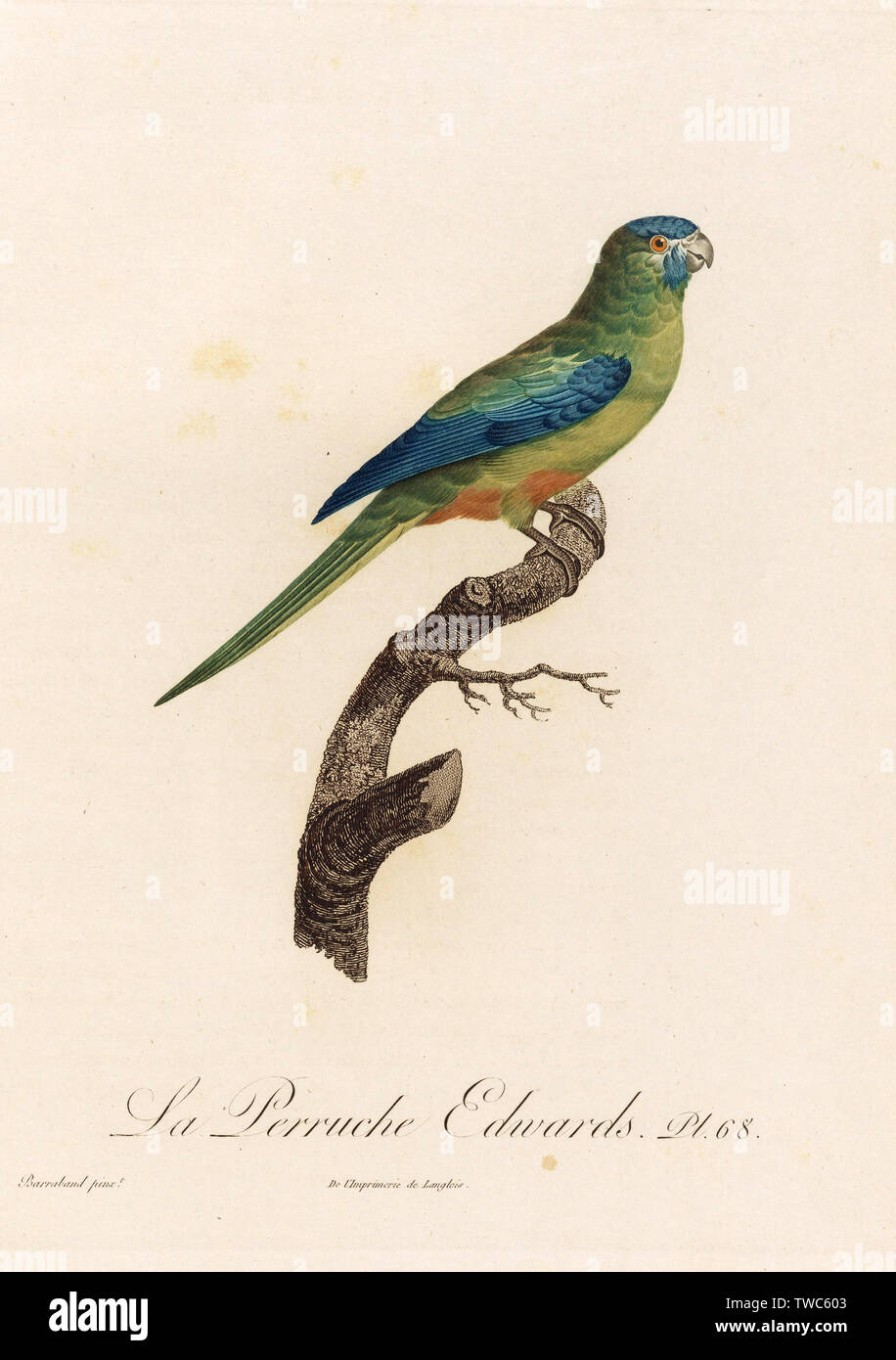 Beautiful vintage hand drawn illustrations of exotic parrots from old ...