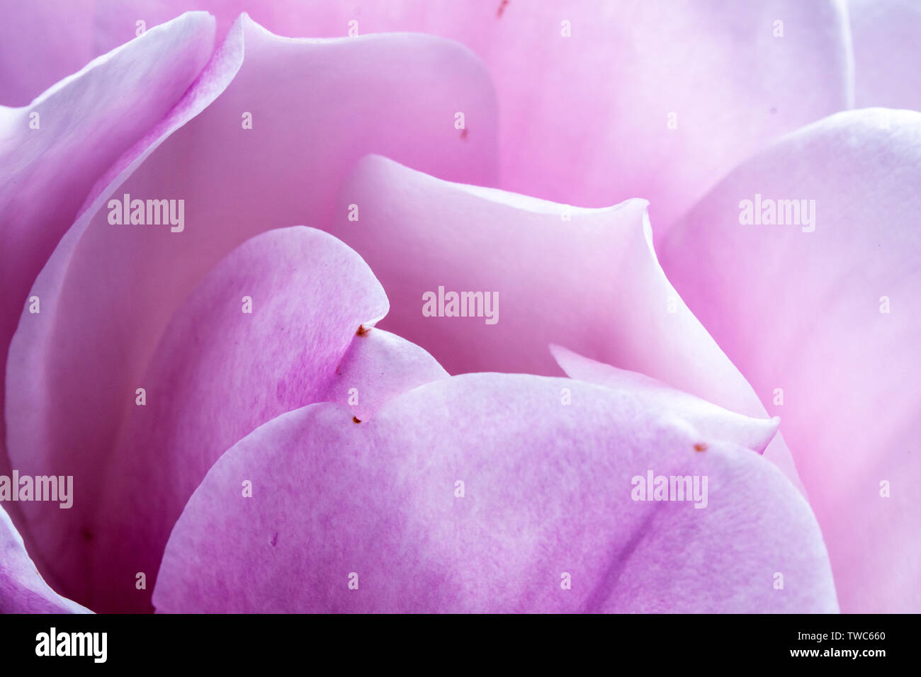 Magnolia unknown cv Vulcan, Pink Blossom Stock Photo - Alamy
