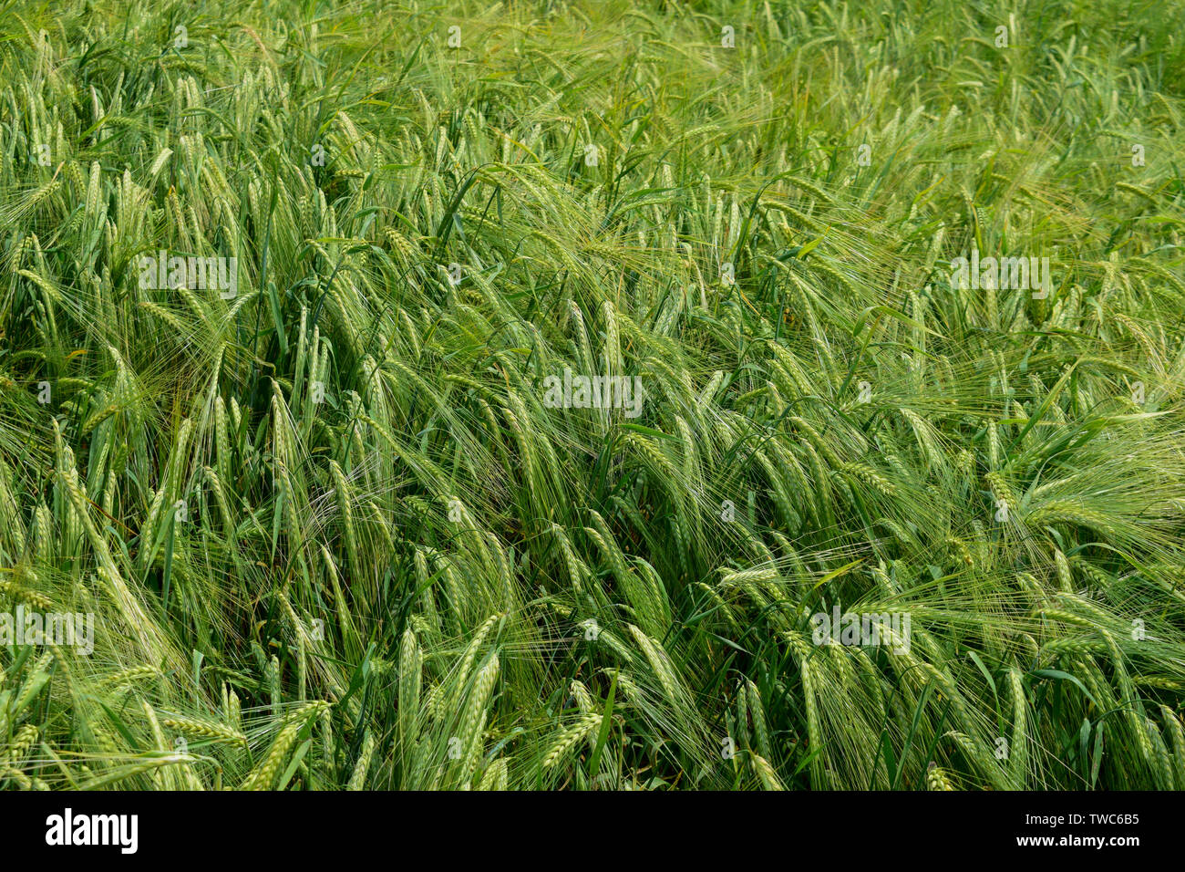 Ripening barley on the field in early summer Stock Photo - Alamy