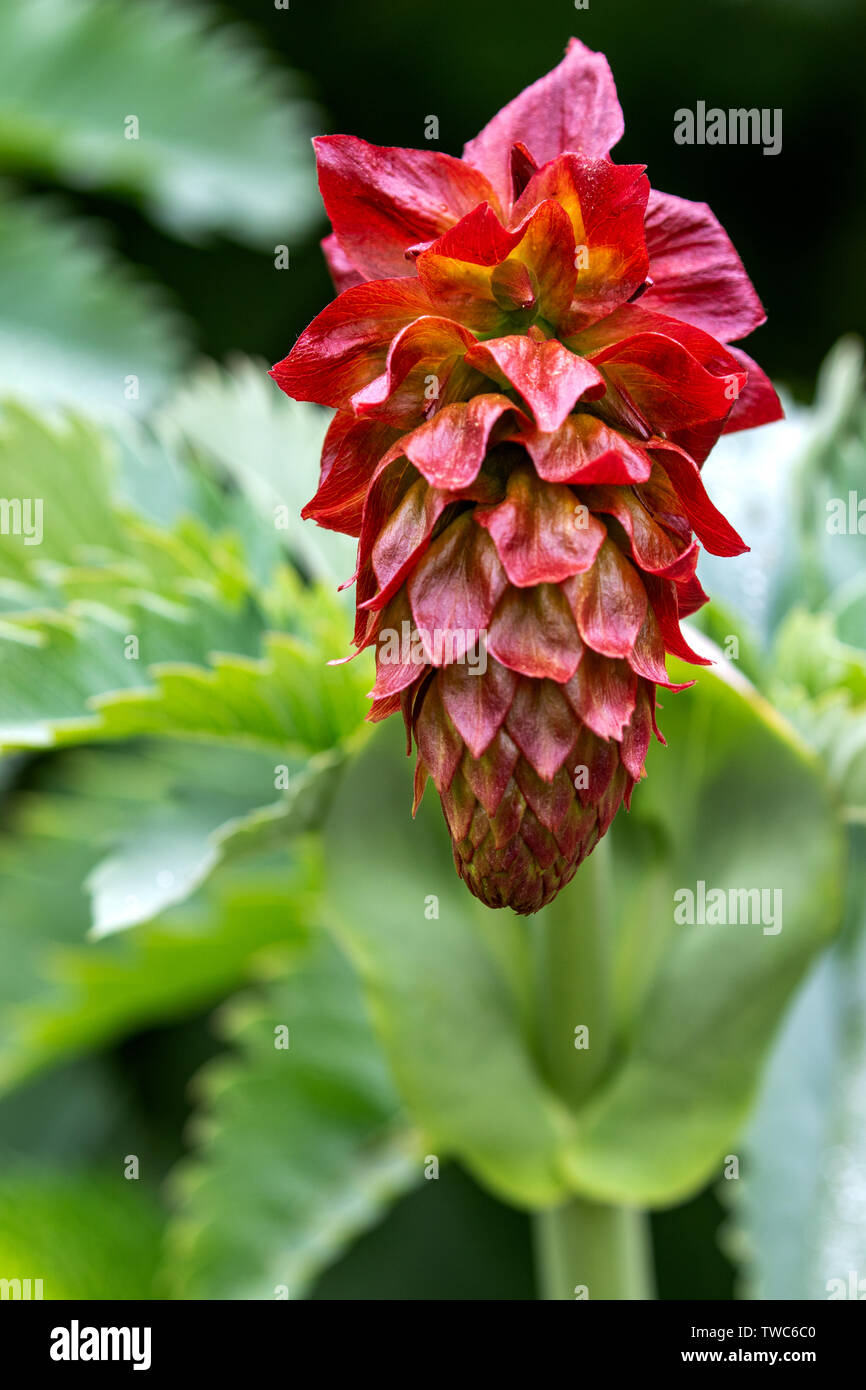 Honeybush melianthus major close hi-res stock photography and images ...