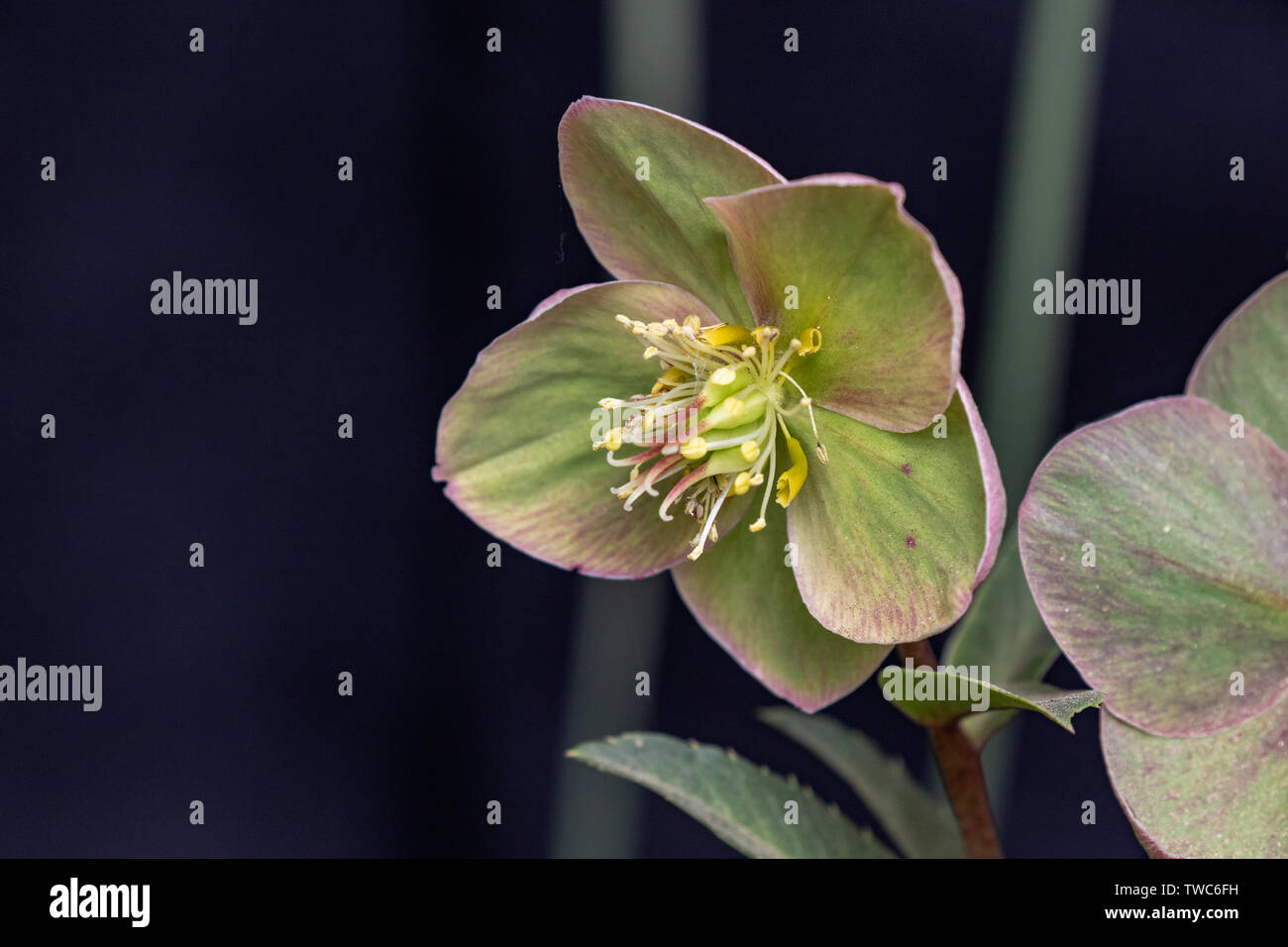 Hellebore - Helleborus. A photograph of a small Hellebore flower Stock ...