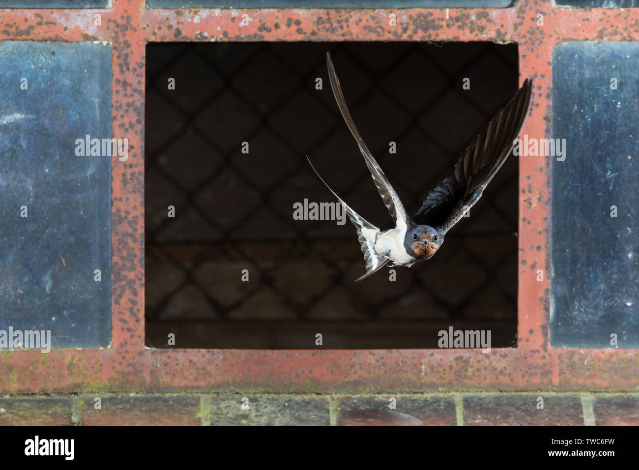 Schwalbe hi-res stock photography and images - Alamy