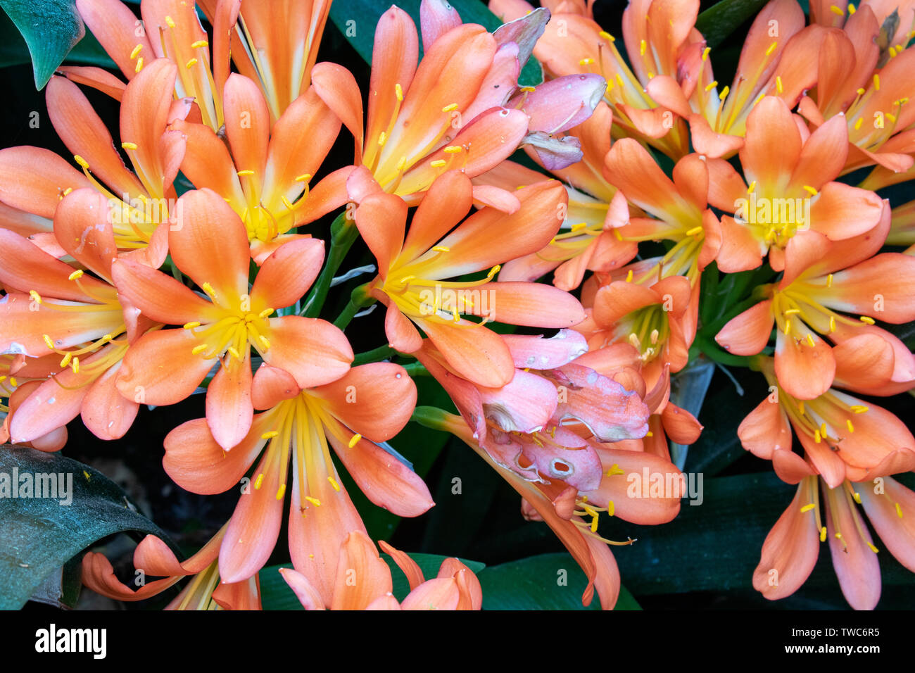 Orange Clivia Blooms Stock Photo - Alamy