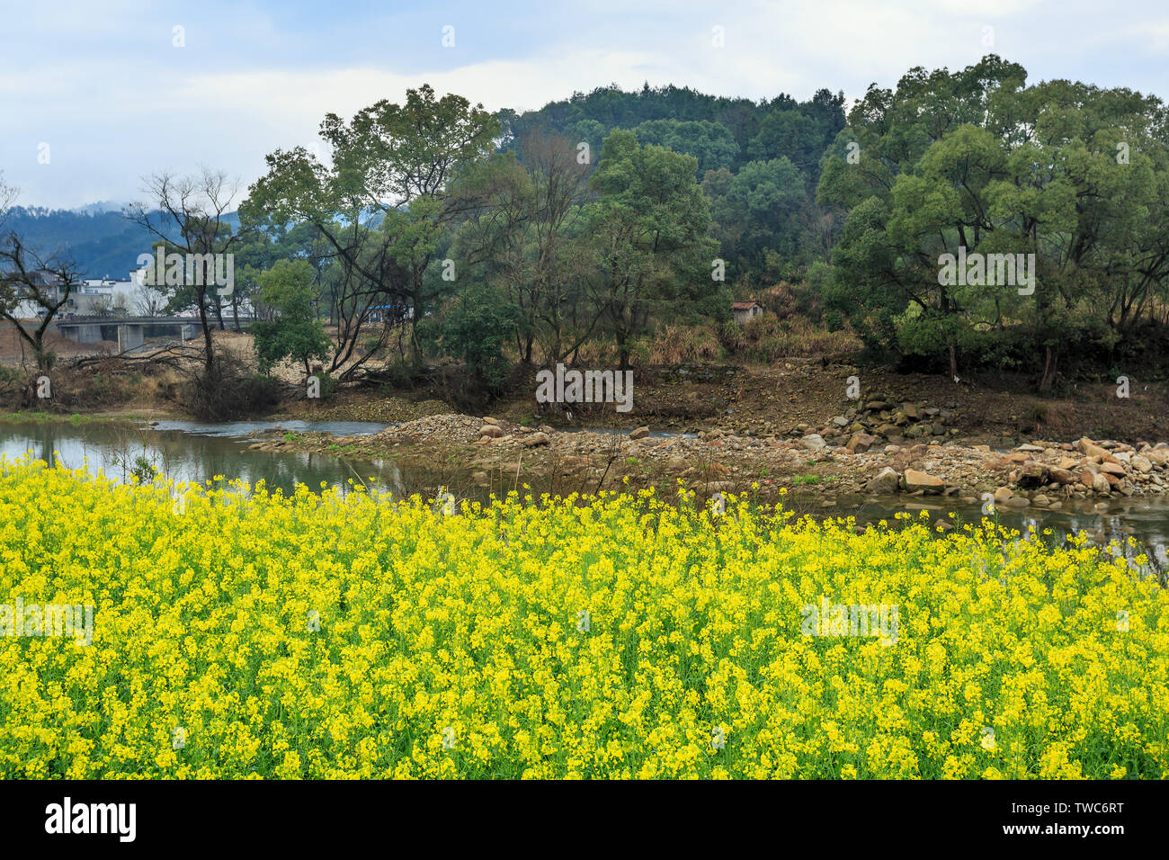 The rape flower blossoms Stock Photo - Alamy