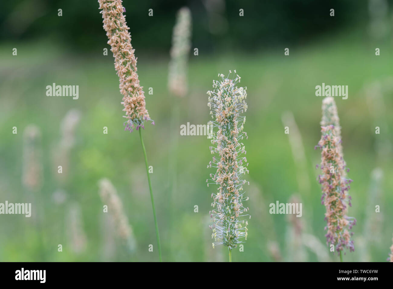 Flowering grass in detail hi-res stock photography and images - Alamy