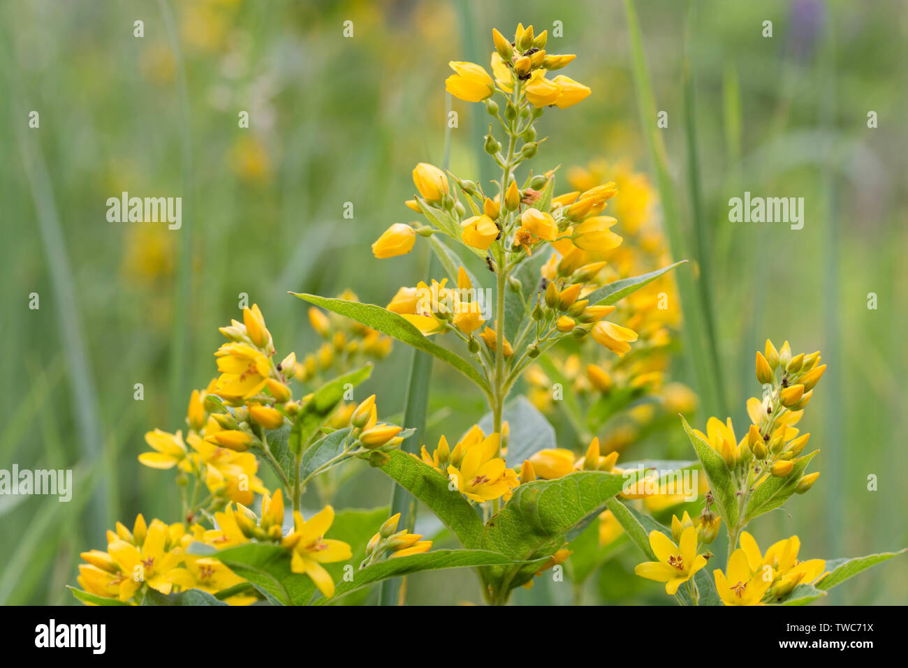 Swamp loosestrife hi-res stock photography and images - Alamy